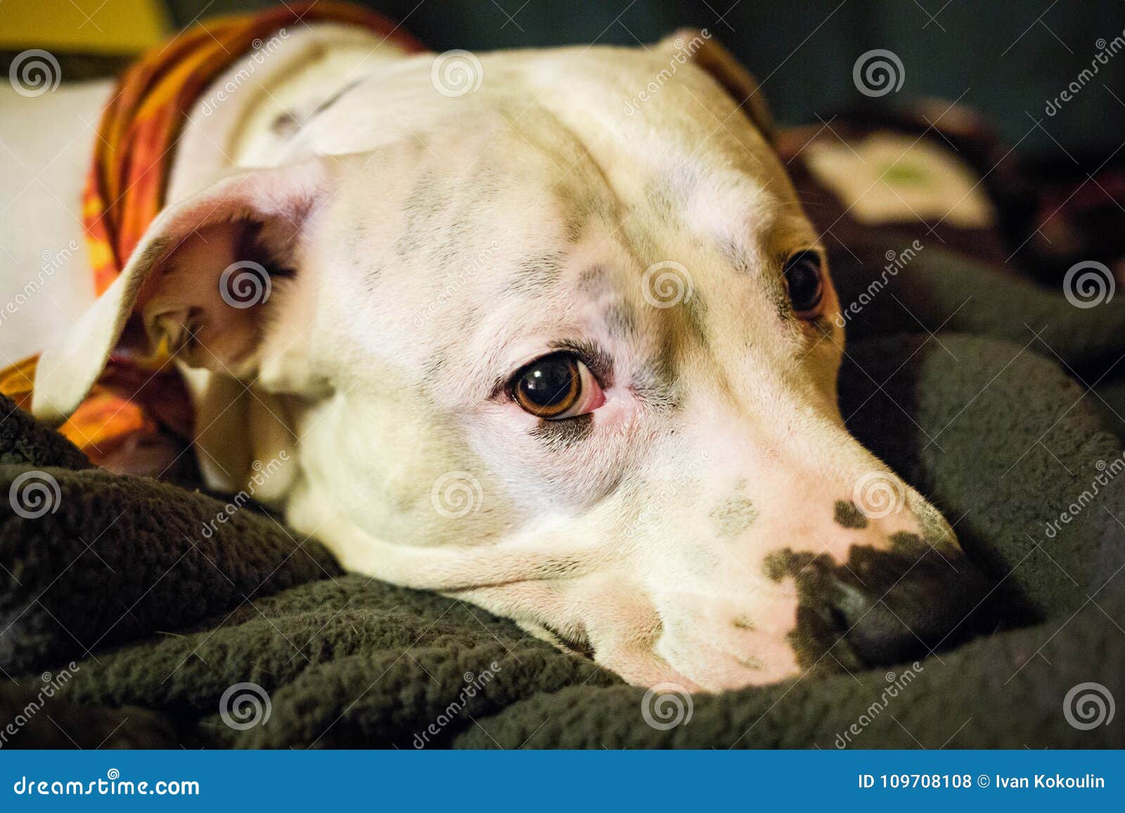 Sad White Pitbull Laying Staring at Camera Stock Photo - Image of ...