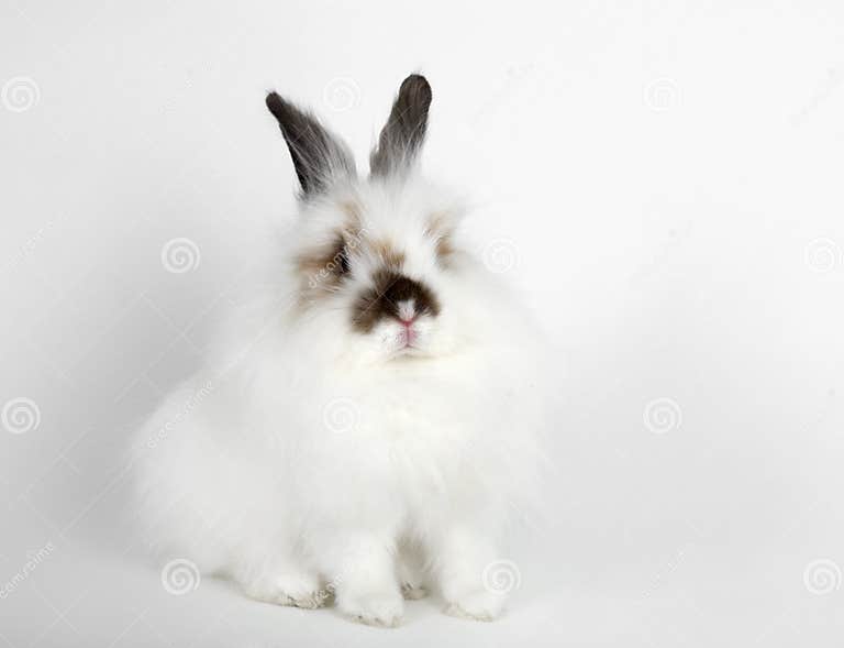 Sad white rabbit stock photo. Image of little, rabbit - 7891464