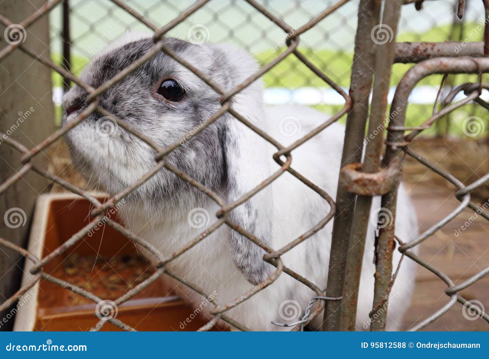 Sad White Rabbit in the Cage Stock Photo - Image of white, rabbit: 95812588
