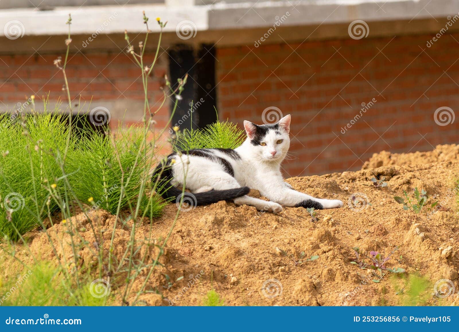 Sad Wild Stray Cat at a Construction Site Stock Photo - Image of feline ...