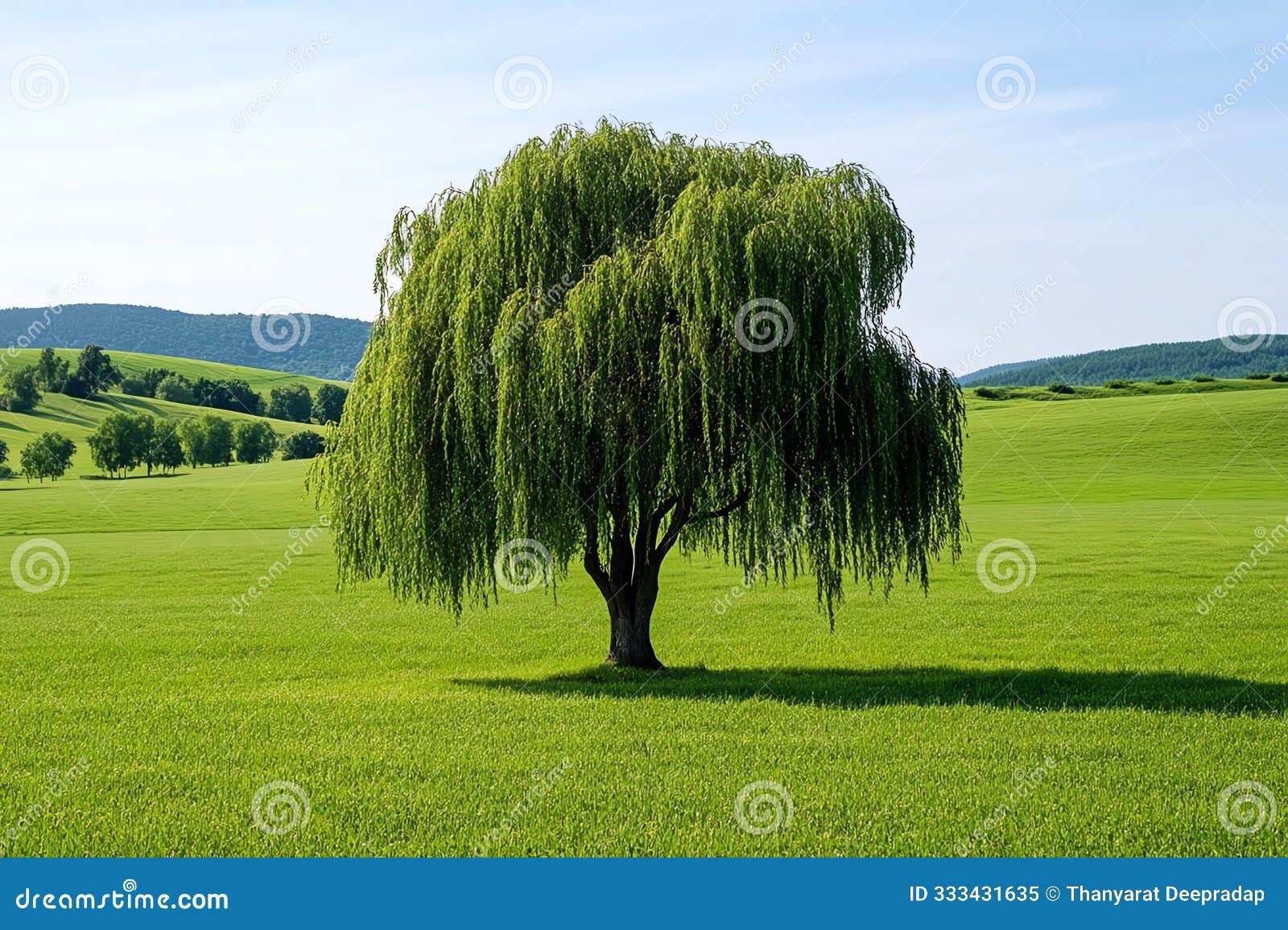 A Sad Willow Tree in a Peaceful Countryside, with Rolling Hills in the ...