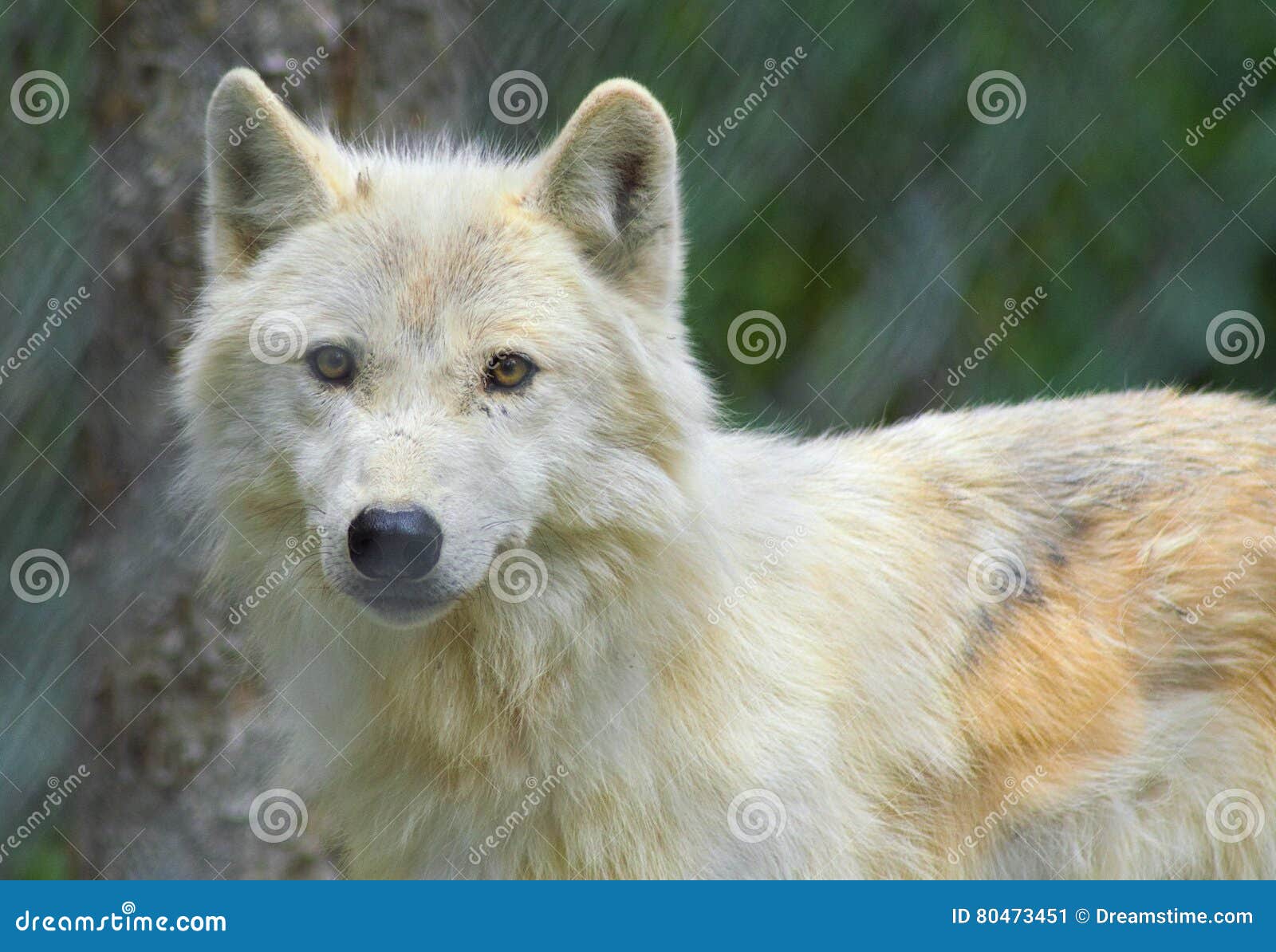 Sad wolf stock image. Image of enclosure, wolf, cage - 80473451