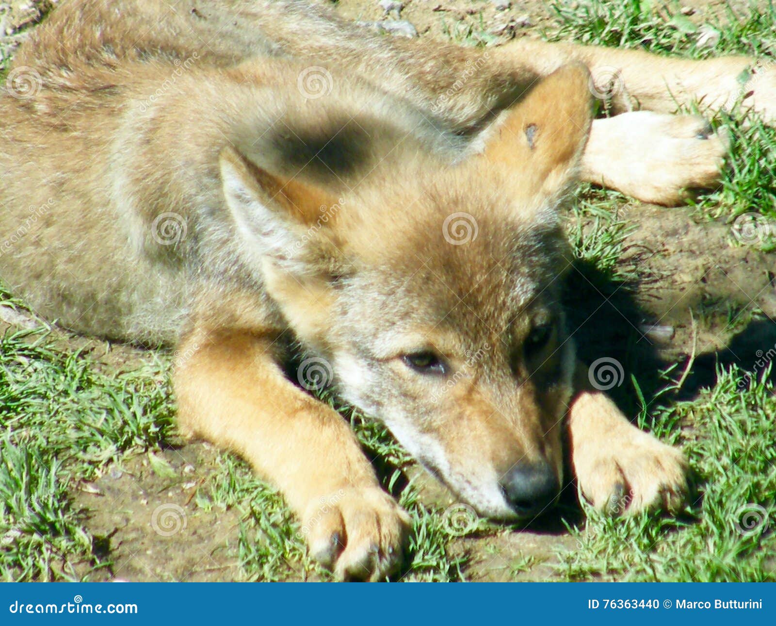 A sad wolf stock photo. Image of nature, thinking, relaxing - 76363440
