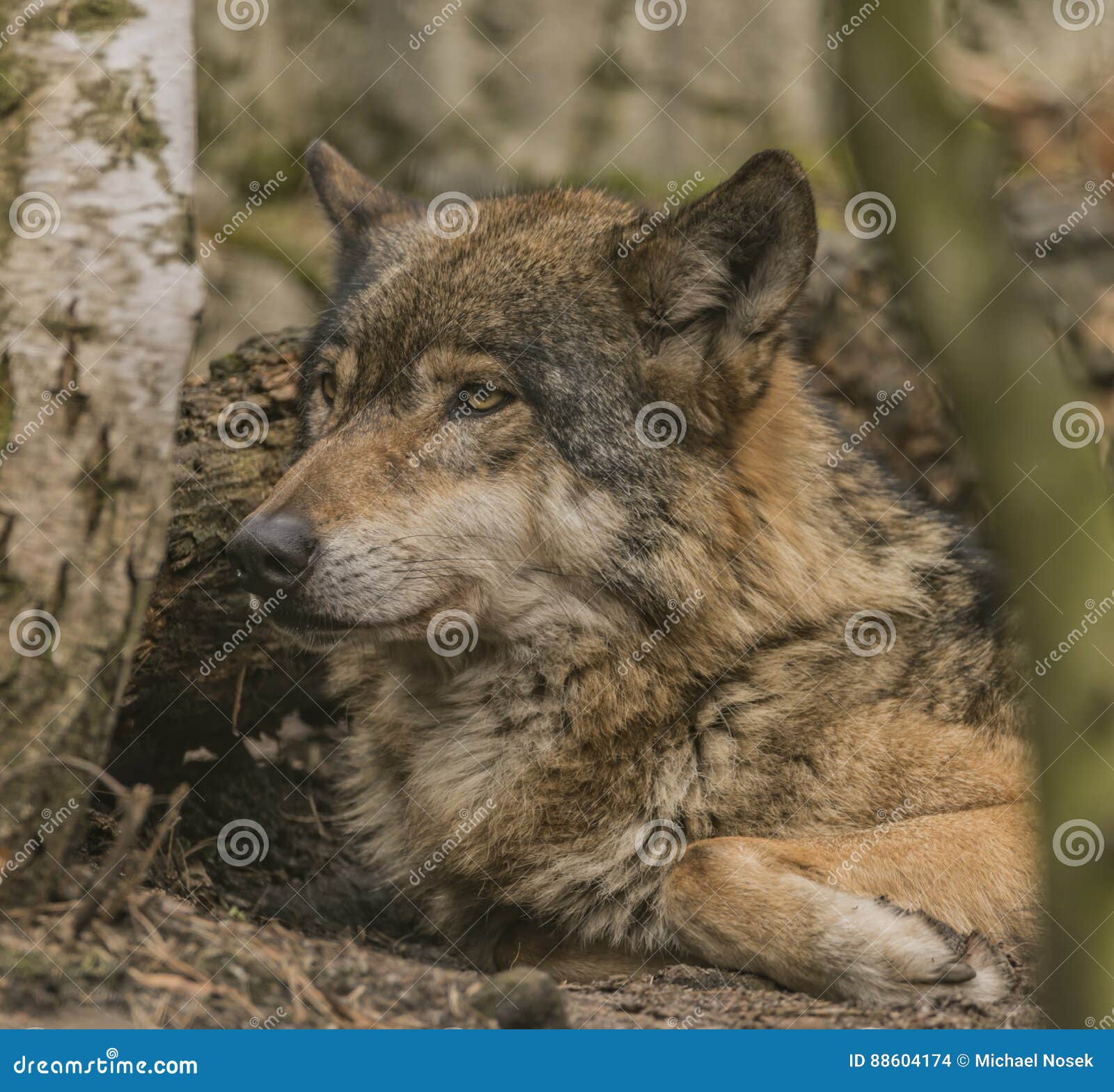 Sad Wolf in Winter Cold Day Stock Photo - Image of czech, european ...
