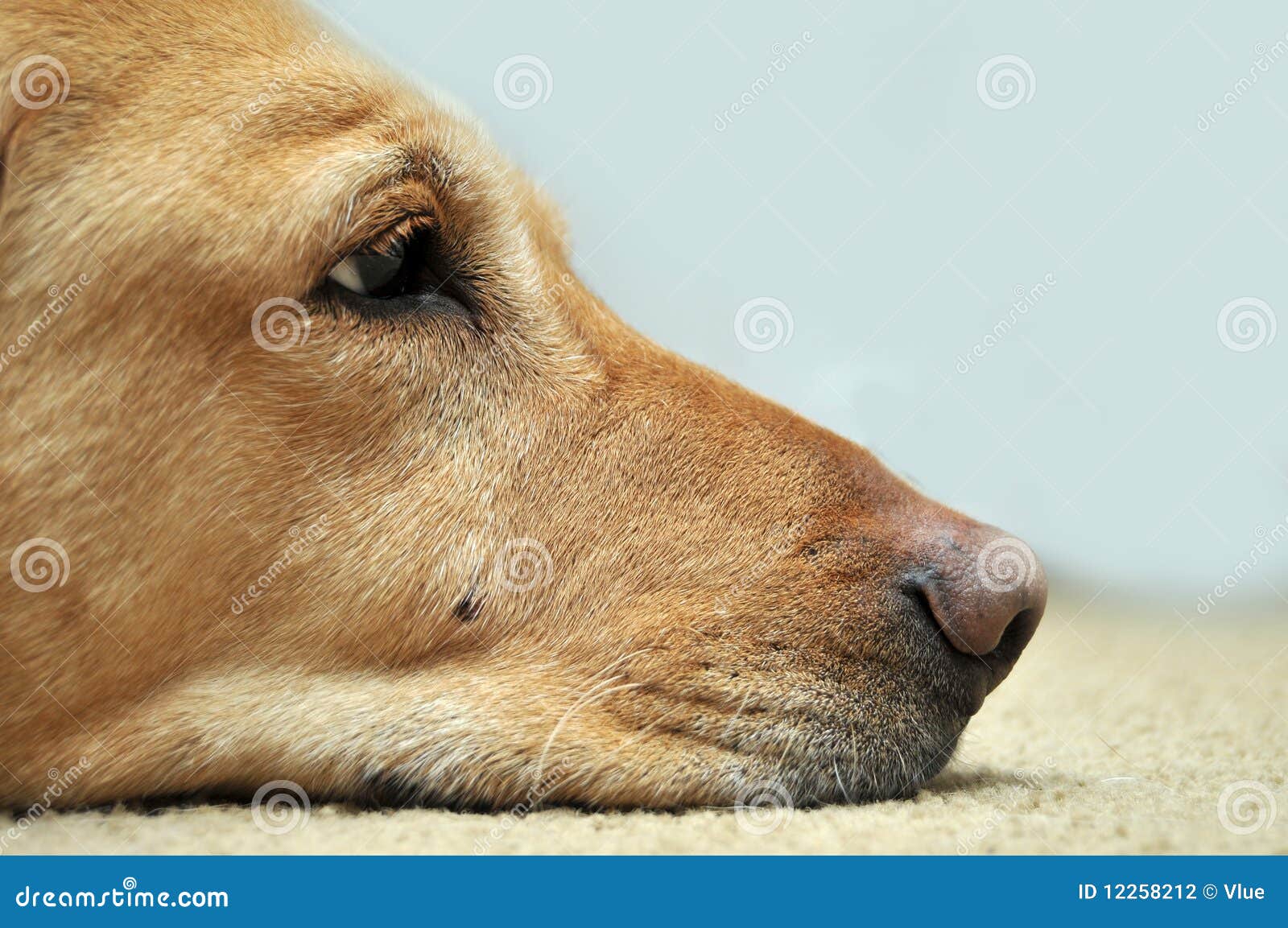 Sad Yellow Lab Laying on Carpet Stock Photo - Image of exhaustion ...
