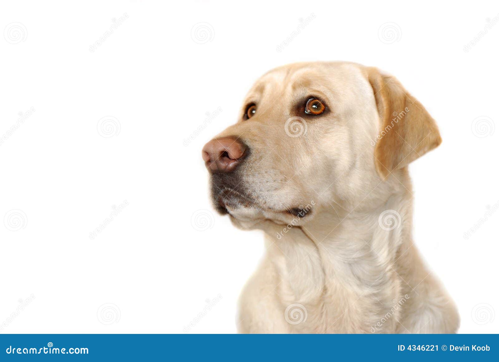 Sad yellow labrador stock image. Image of loyal, retriever - 4346221