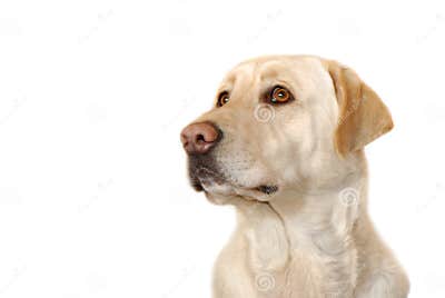 Sad yellow labrador stock image. Image of loyal, retriever - 4346221