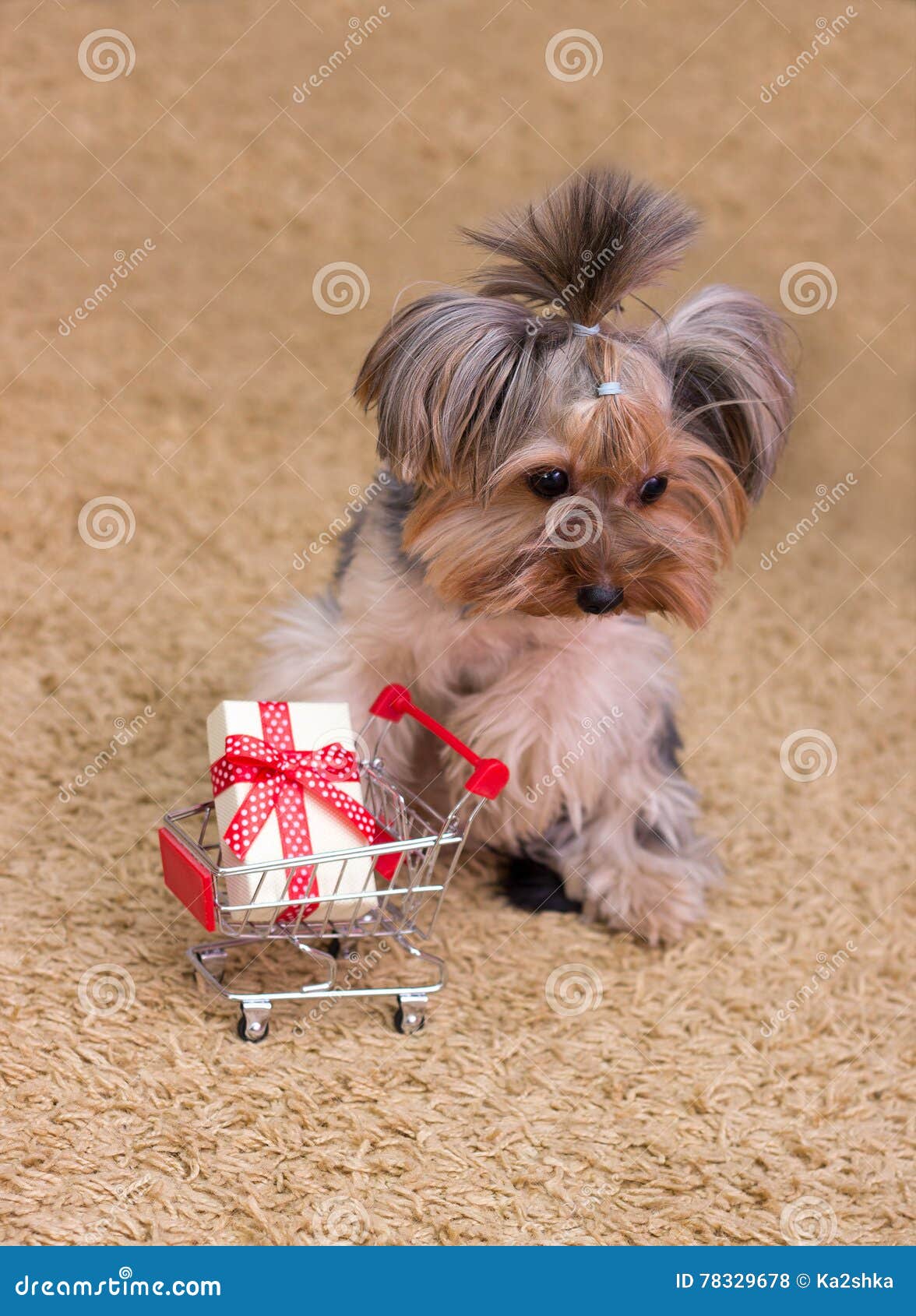 Sad Yorkshire Terrier with a Gift Stock Photo - Image of head, sadness ...