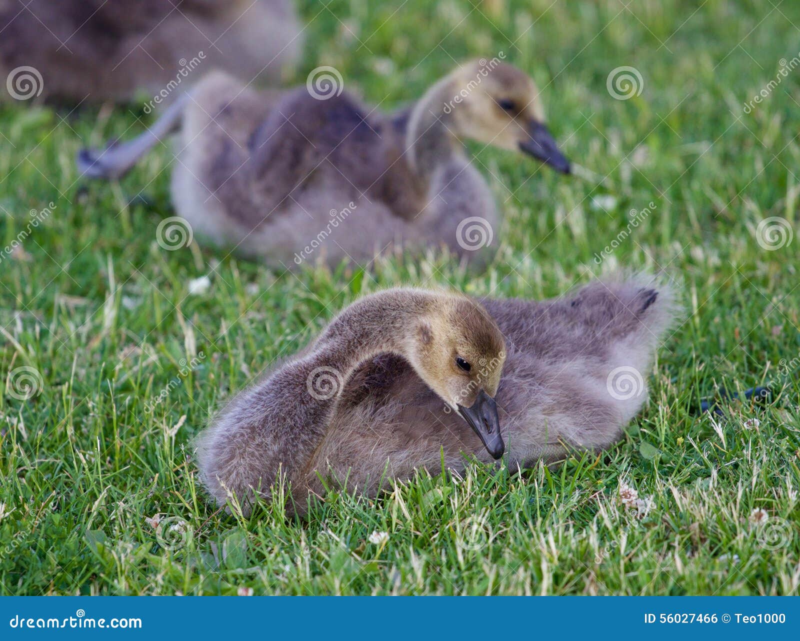 Sad Young Cackling Goose is Laying on the Grass Stock Photo - Image of ...