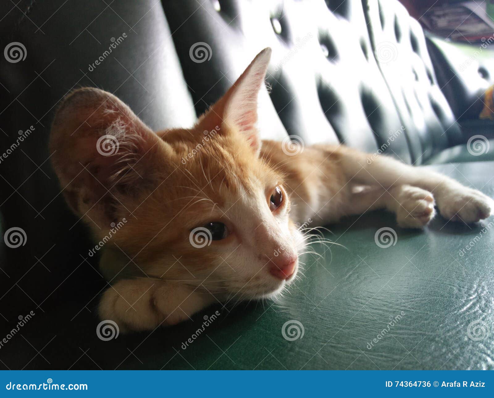 Sad young cat stock photo. Image of laying, dark, face - 74364736