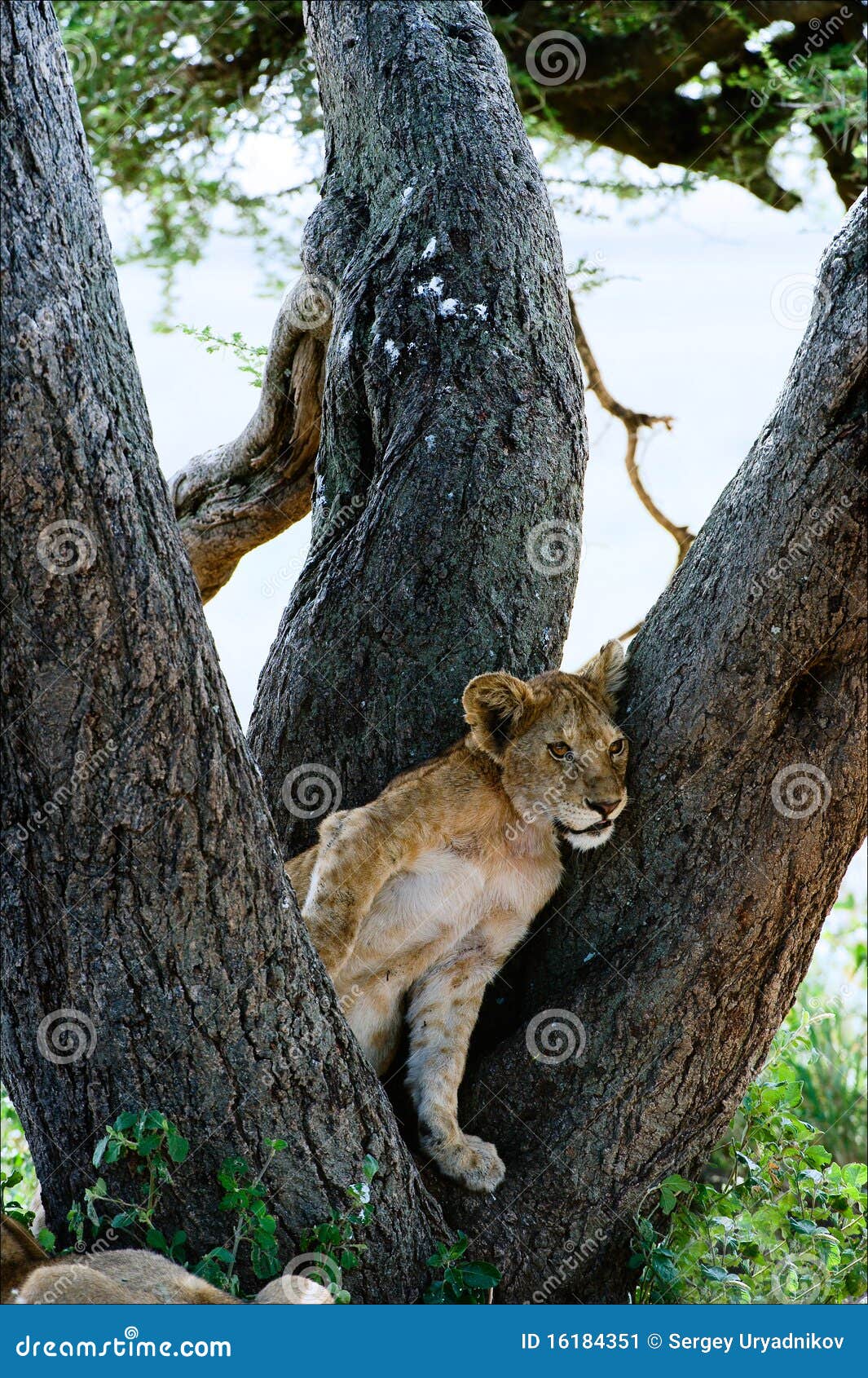 Sad young lion. stock image. Image of color, relax, carnivore - 16184351