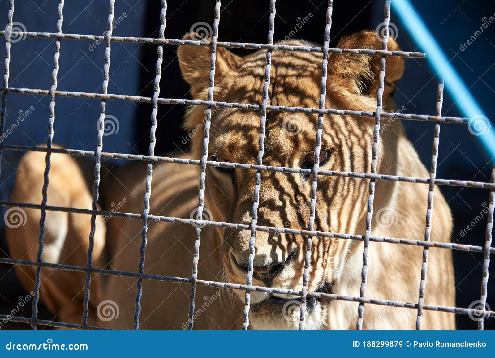 Sad Young Lioness Resting in a Cage Stock Image - Image of natural ...
