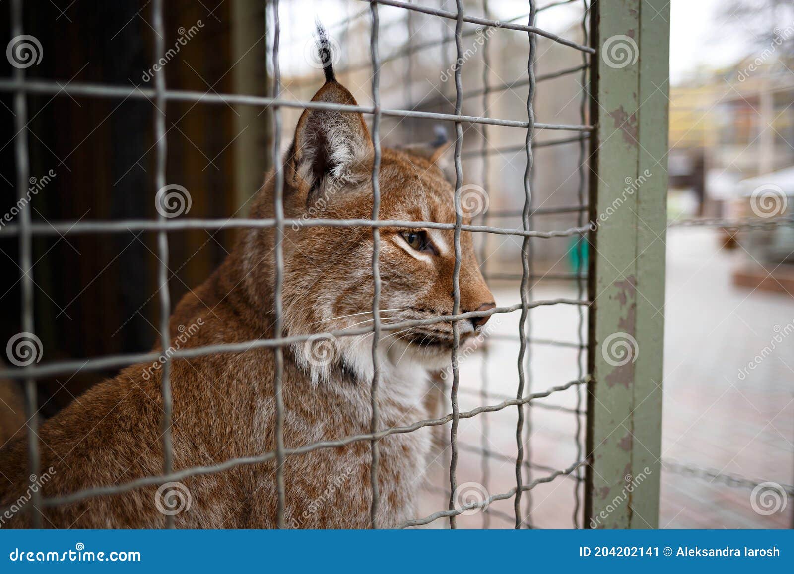 Sad Young Lynx in a Cage at the Zoo Stock Image - Image of outdoor ...