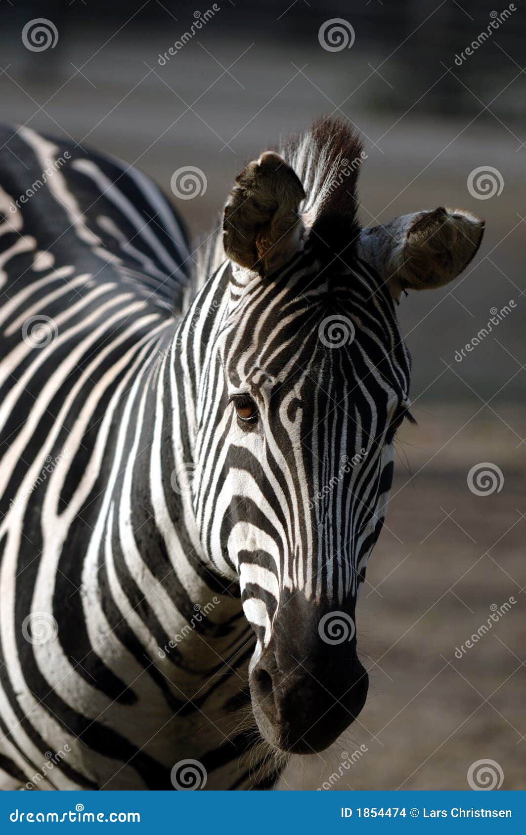 Sad zebra stock photo. Image of outdoor, fauna, exotic - 1854474