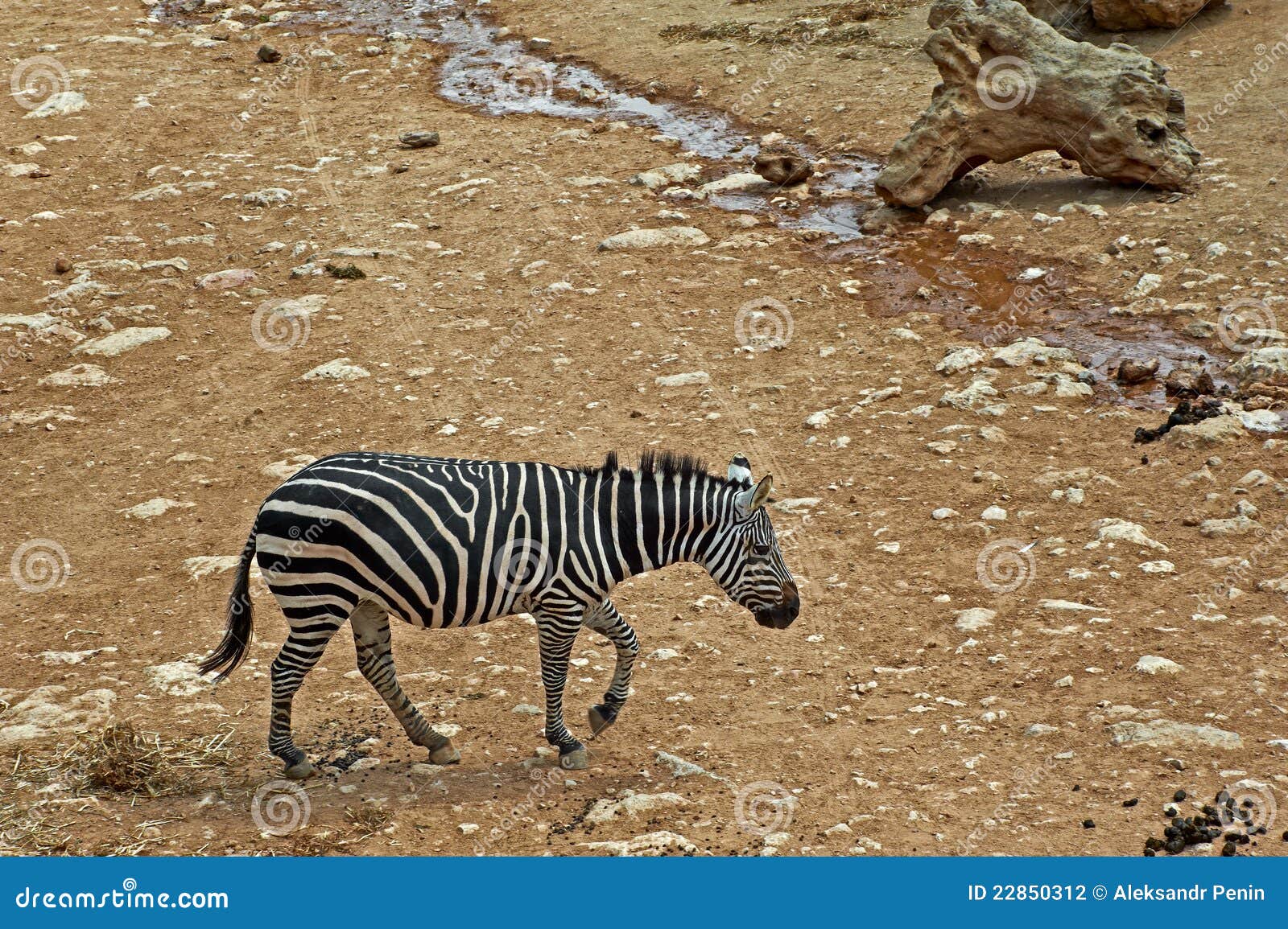 Sad zebra stock photo. Image of safari, place, colorful - 22850312