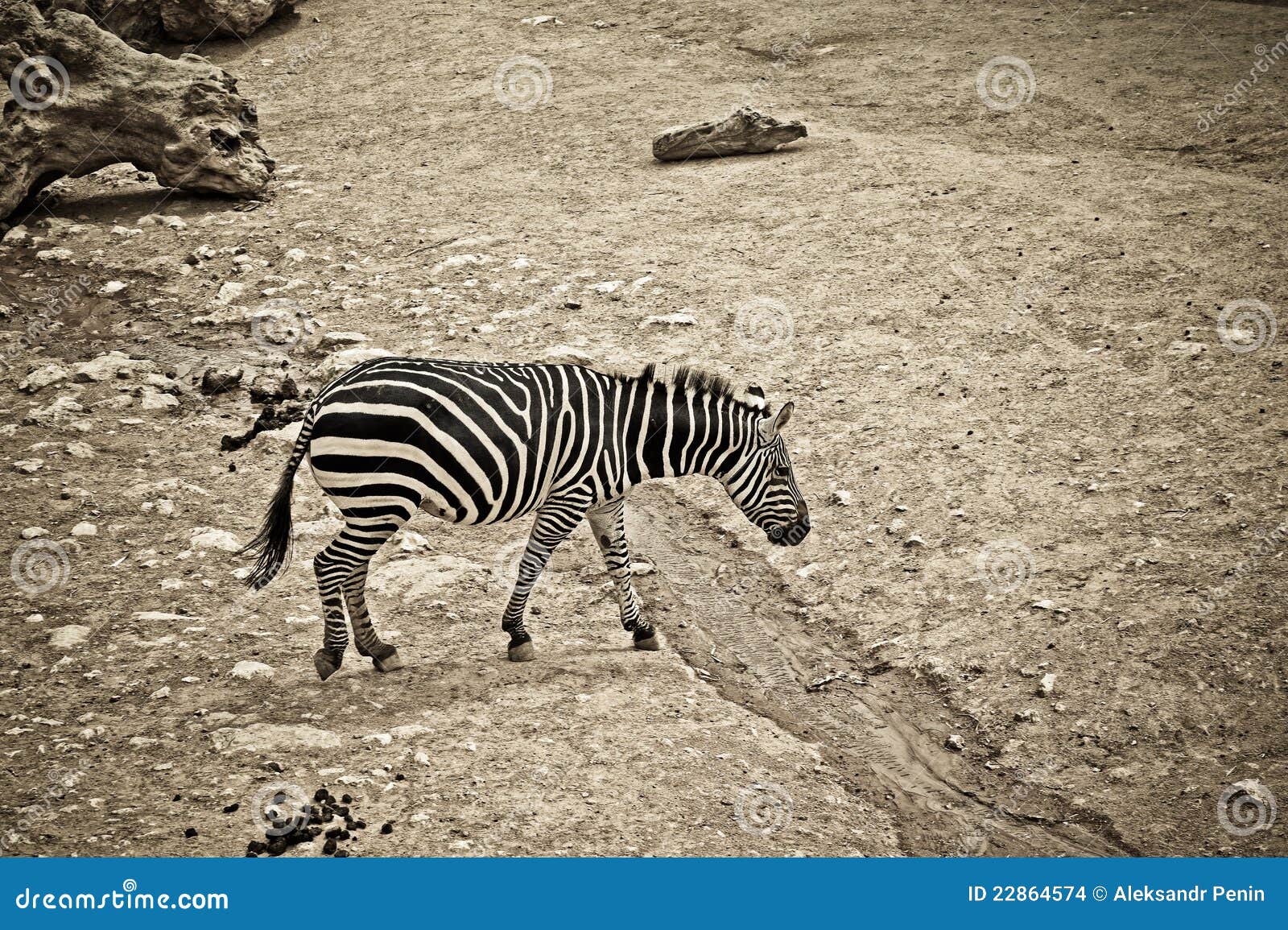 Sad zebra stock photo. Image of grass, savannah, mane - 22864574