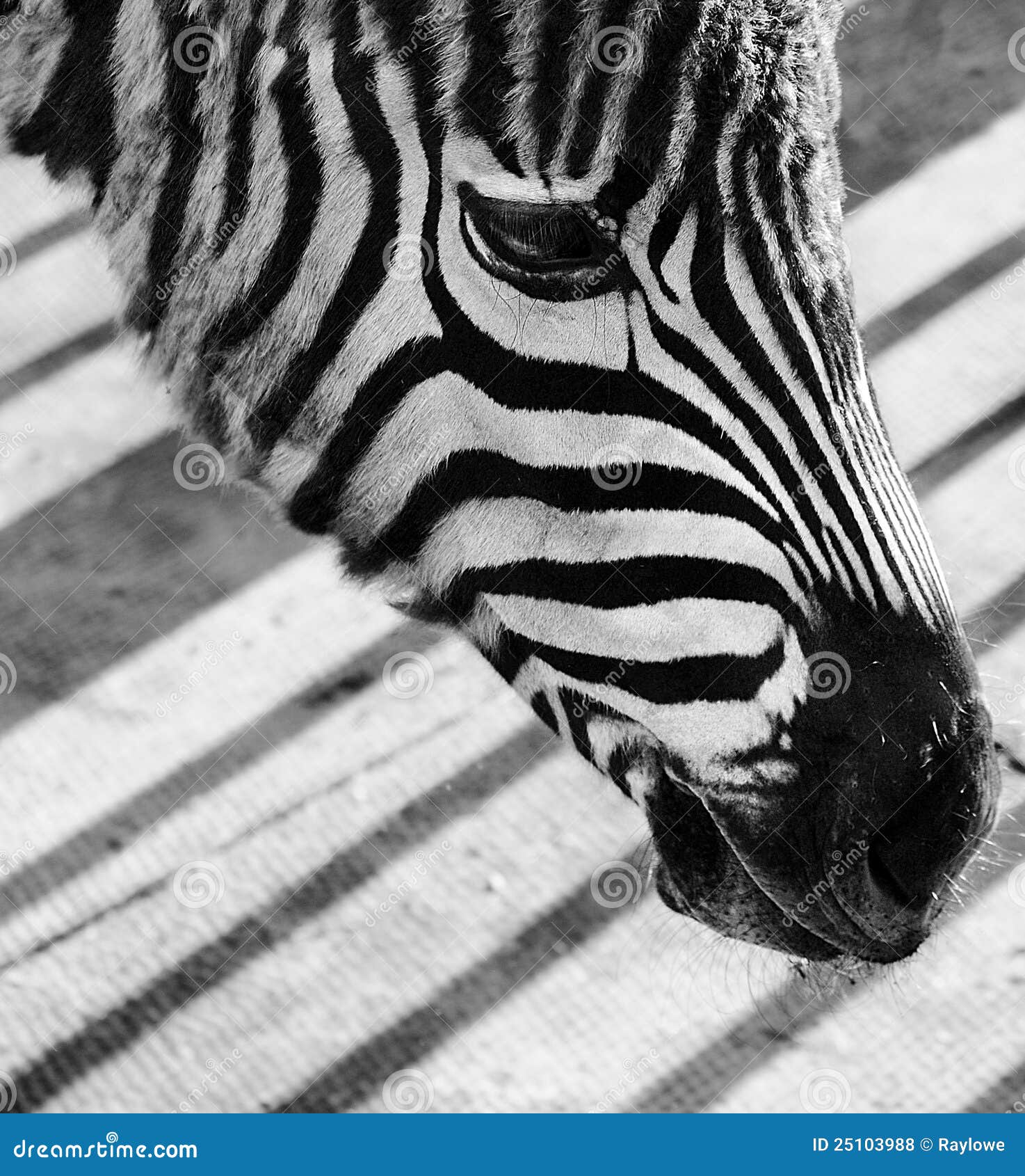 Sad zebra face stock photo. Image of lines, white, smile - 25103988