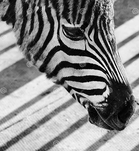 Sad zebra face stock photo. Image of lines, white, smile - 25103988