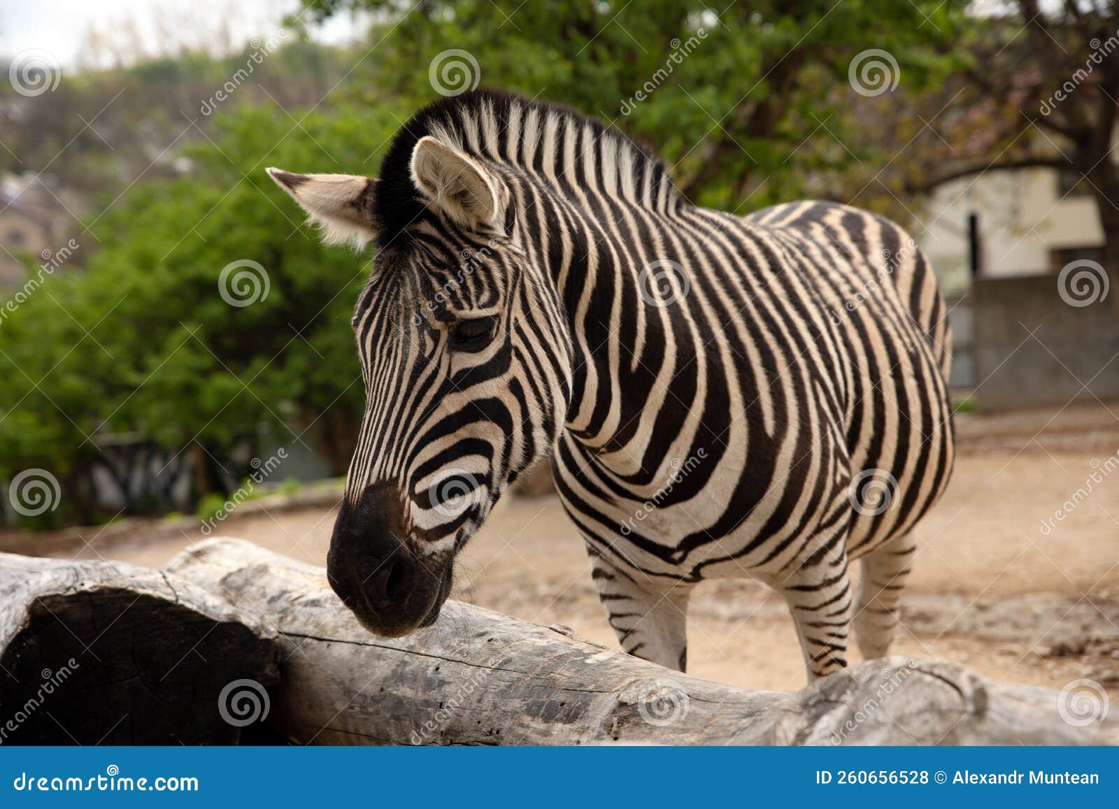 Sad zebra stock photo. Image of stripes, wild, beautiful - 260656528