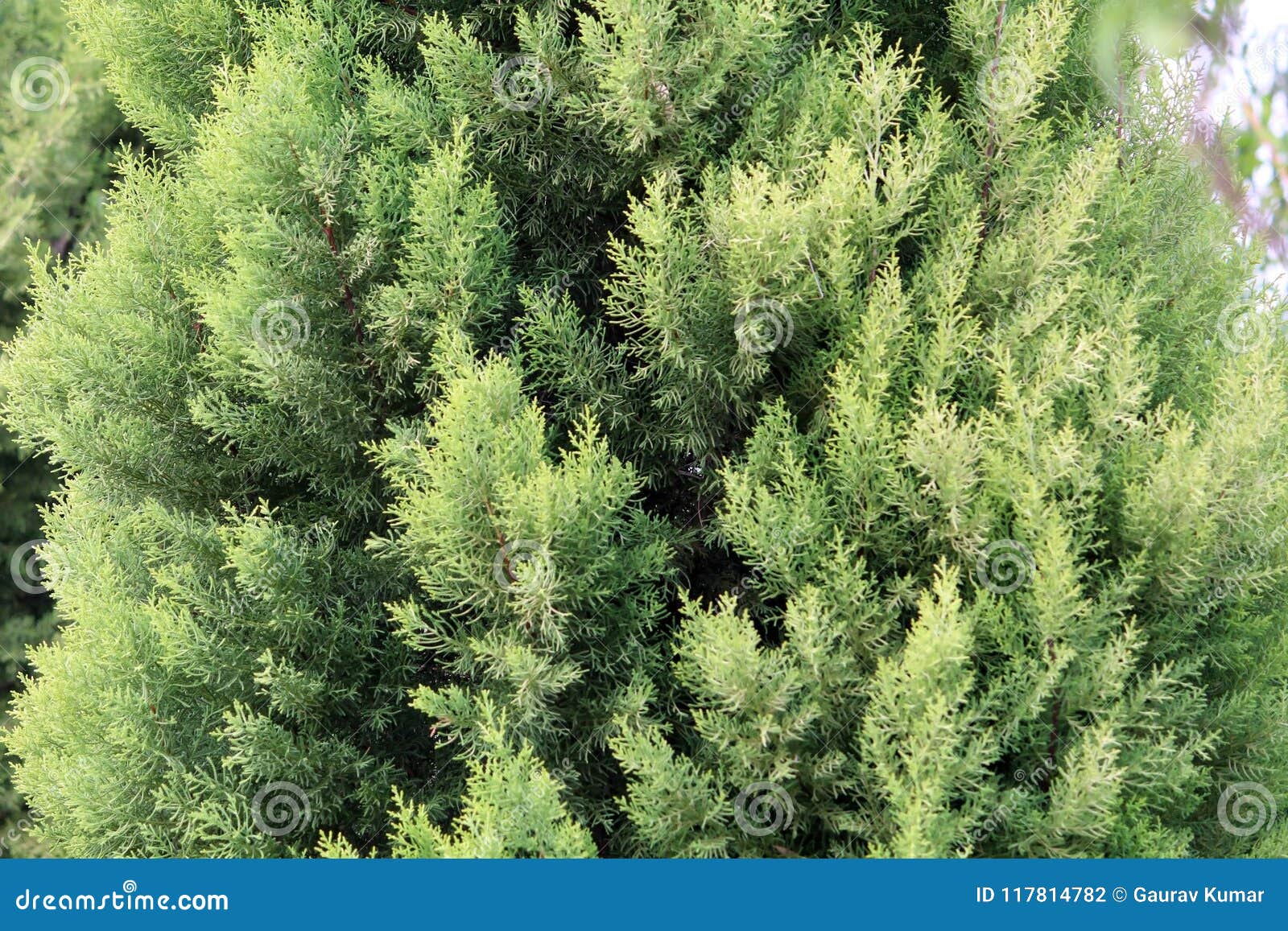 Sadabahar Tree Green Look stock photo. Image of green - 117814782