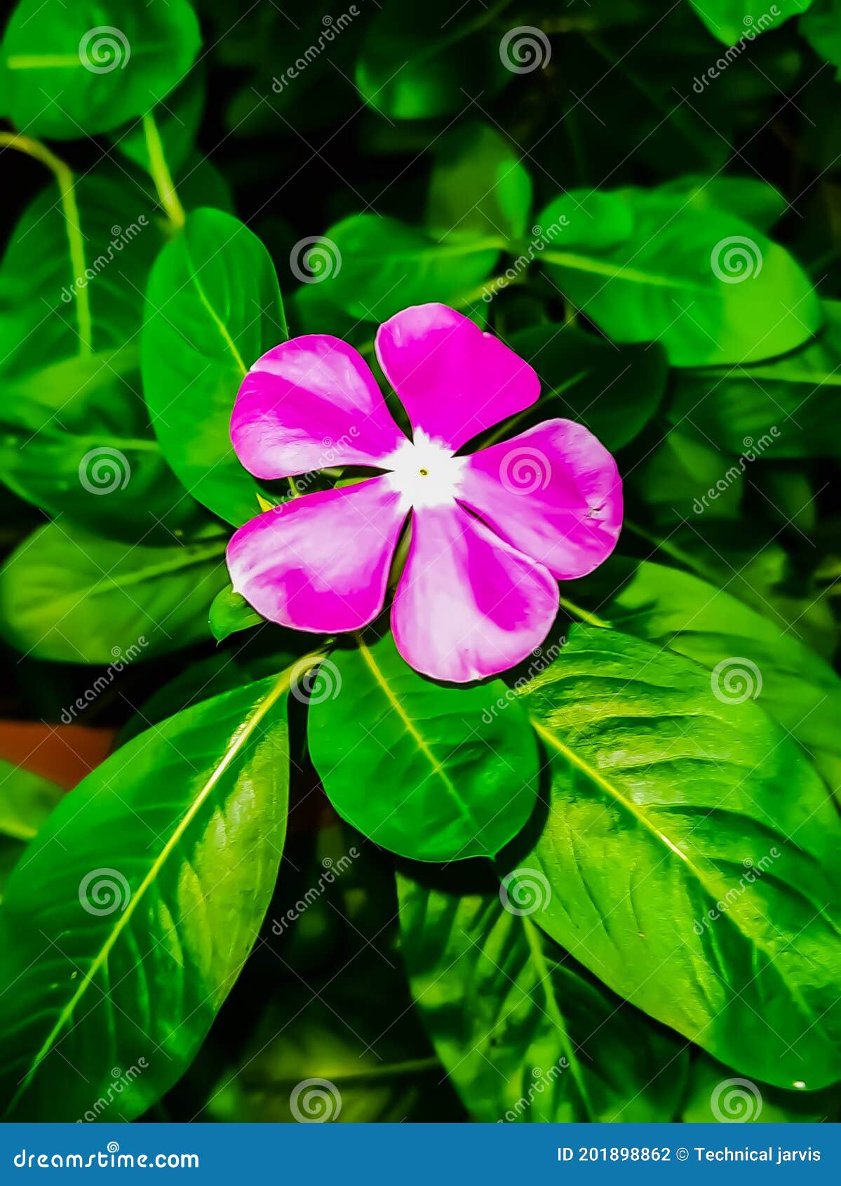 Sadafuli flower stock photo. Image of farm, sadafuli - 201898862