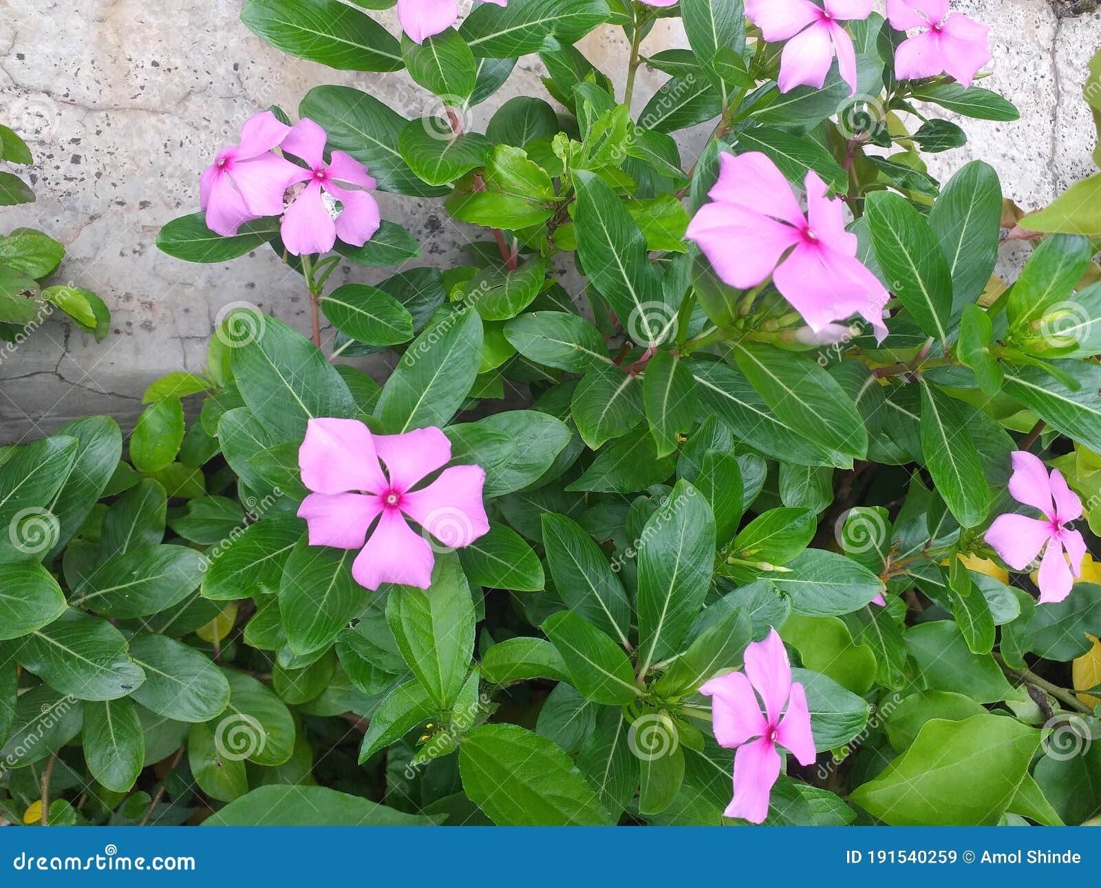 Sadafuli flowers # stock image. Image of tulip, rose - 191540259