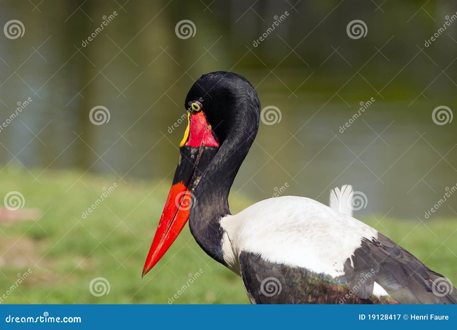 Saddelbilled stork stock image. Image of stork, nature - 19128417