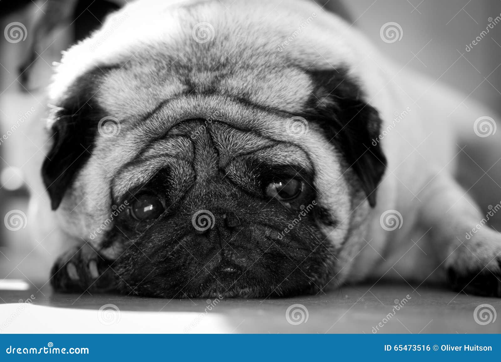 Saddest pug face mono stock photo. Image of nose, rolls - 65473516