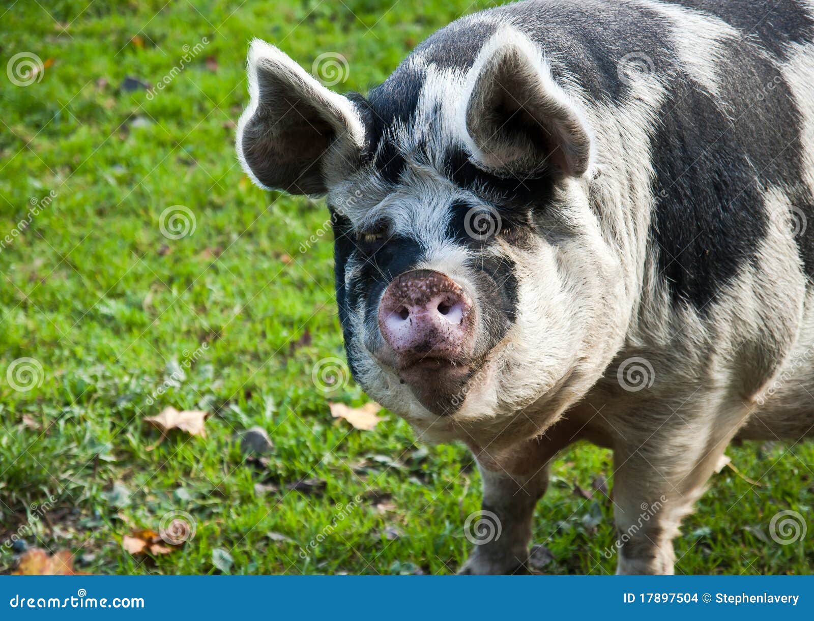 Saddle-back pig stock photo. Image of animal, saddle - 17897504