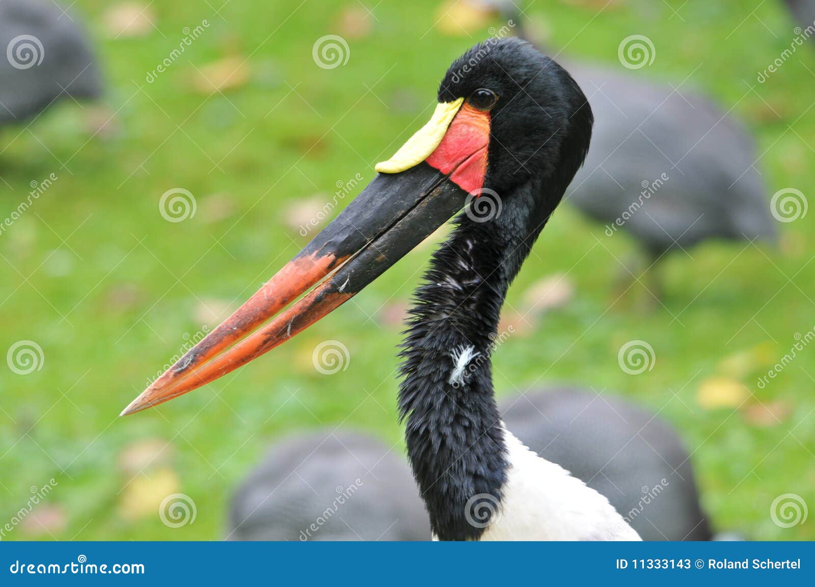 Saddle-bill Stork stock image. Image of bird, black, head - 11333143