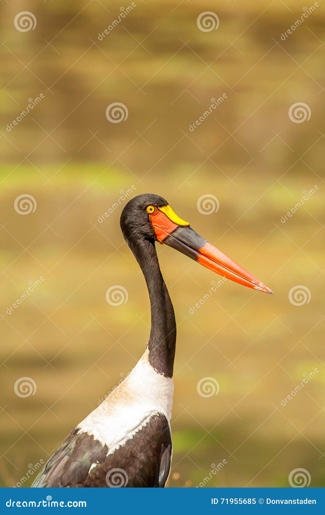 Saddle billed stalk stock image. Image of saddle, birds - 71955685
