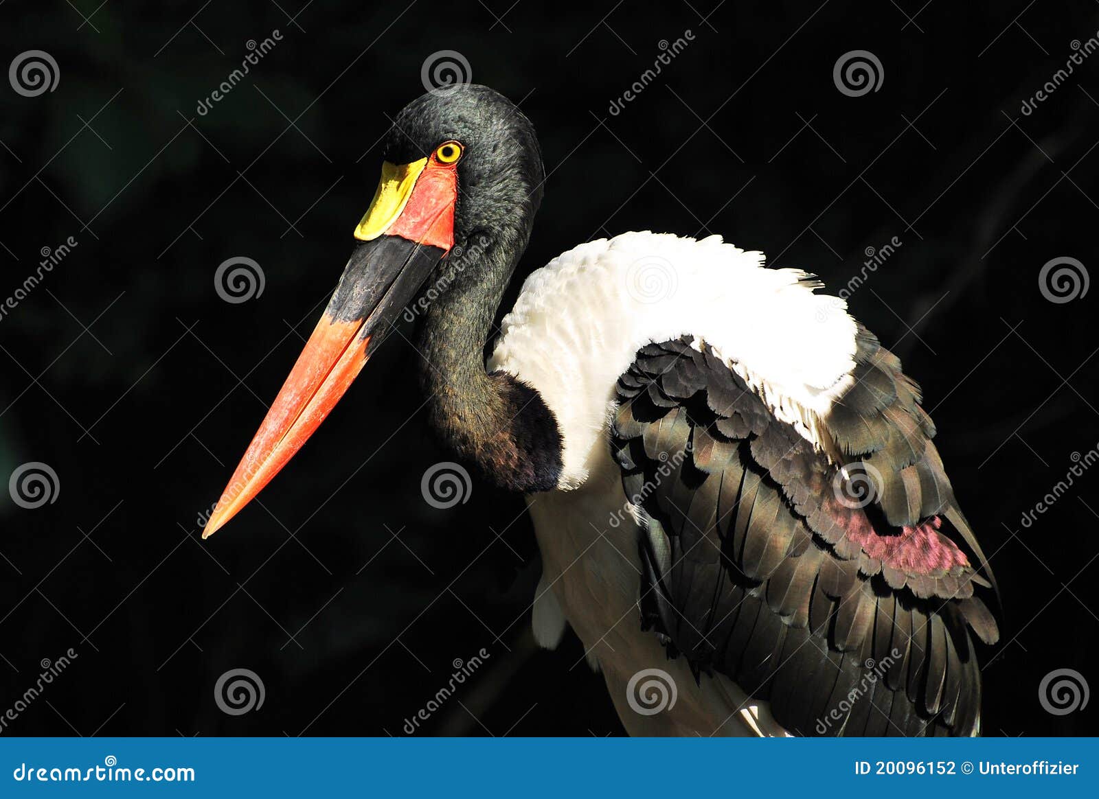 Saddle-billed stork stock photo. Image of fresh, saddled - 20096152