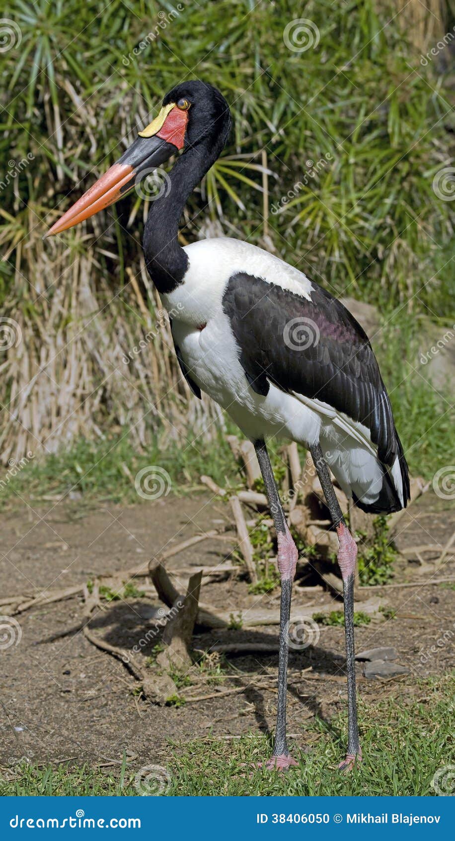 Saddle-billed stork 4 stock photo. Image of bird, saddle - 38406050