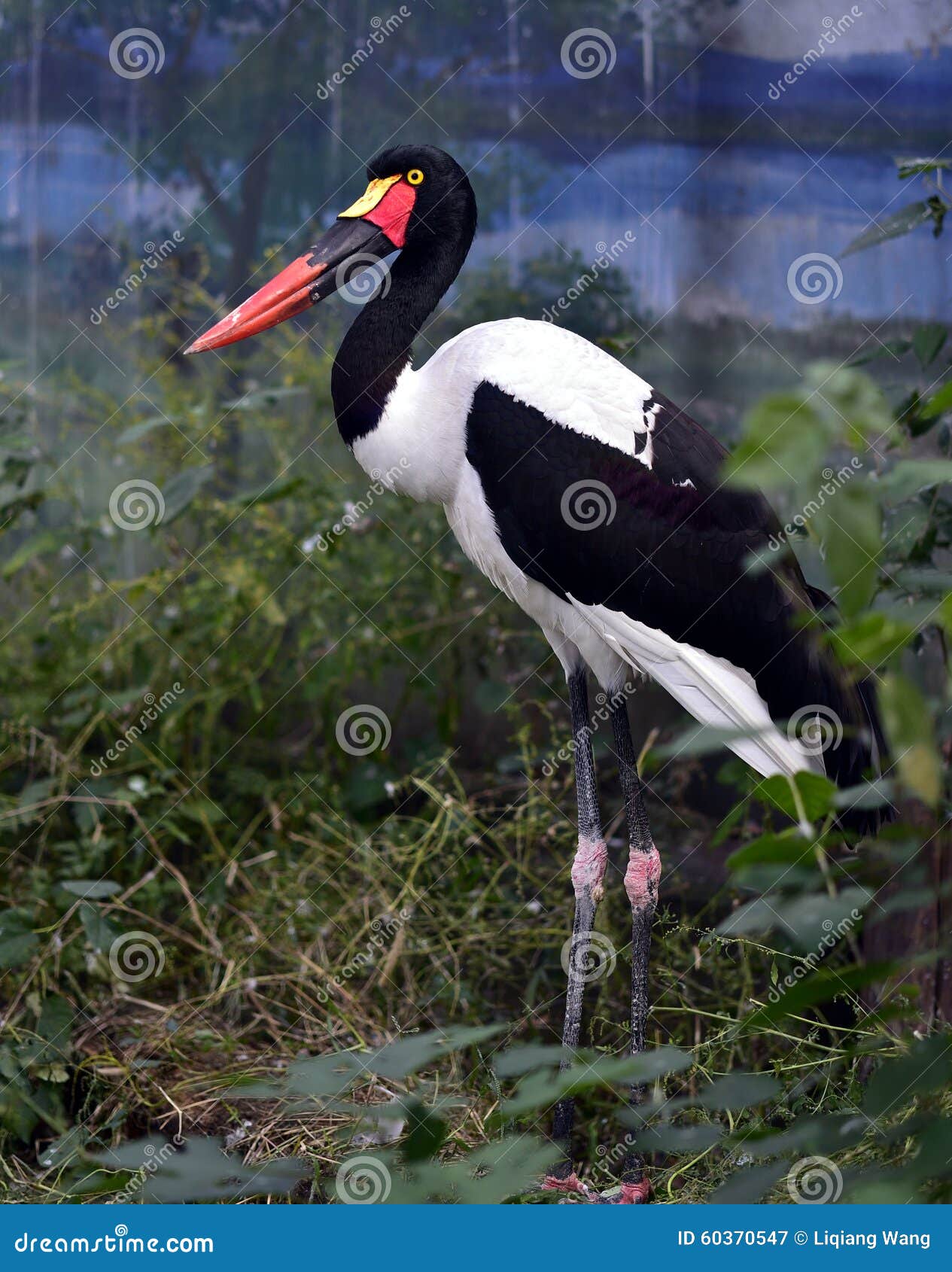 Saddle-billed Stork stock image. Image of animals, food - 60370547