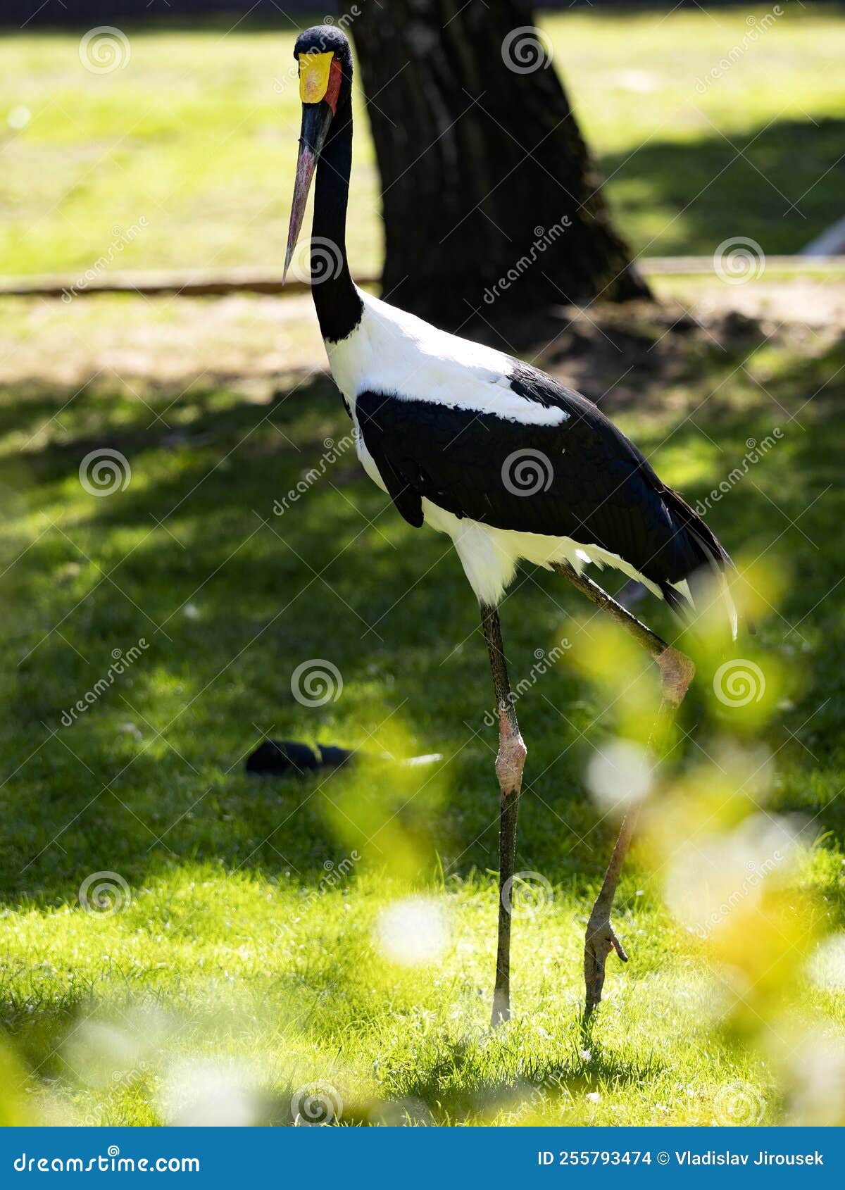 Saddle-billed Stork, Ephippiorhynchus Senegalensis, is the Most ...