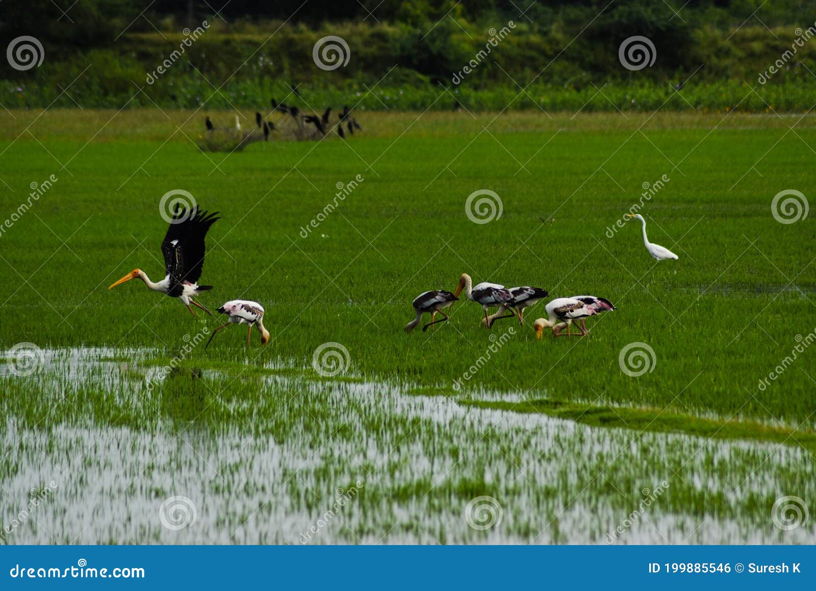 Saddle-billed stork fly stock photo. Image of plant - 199885546