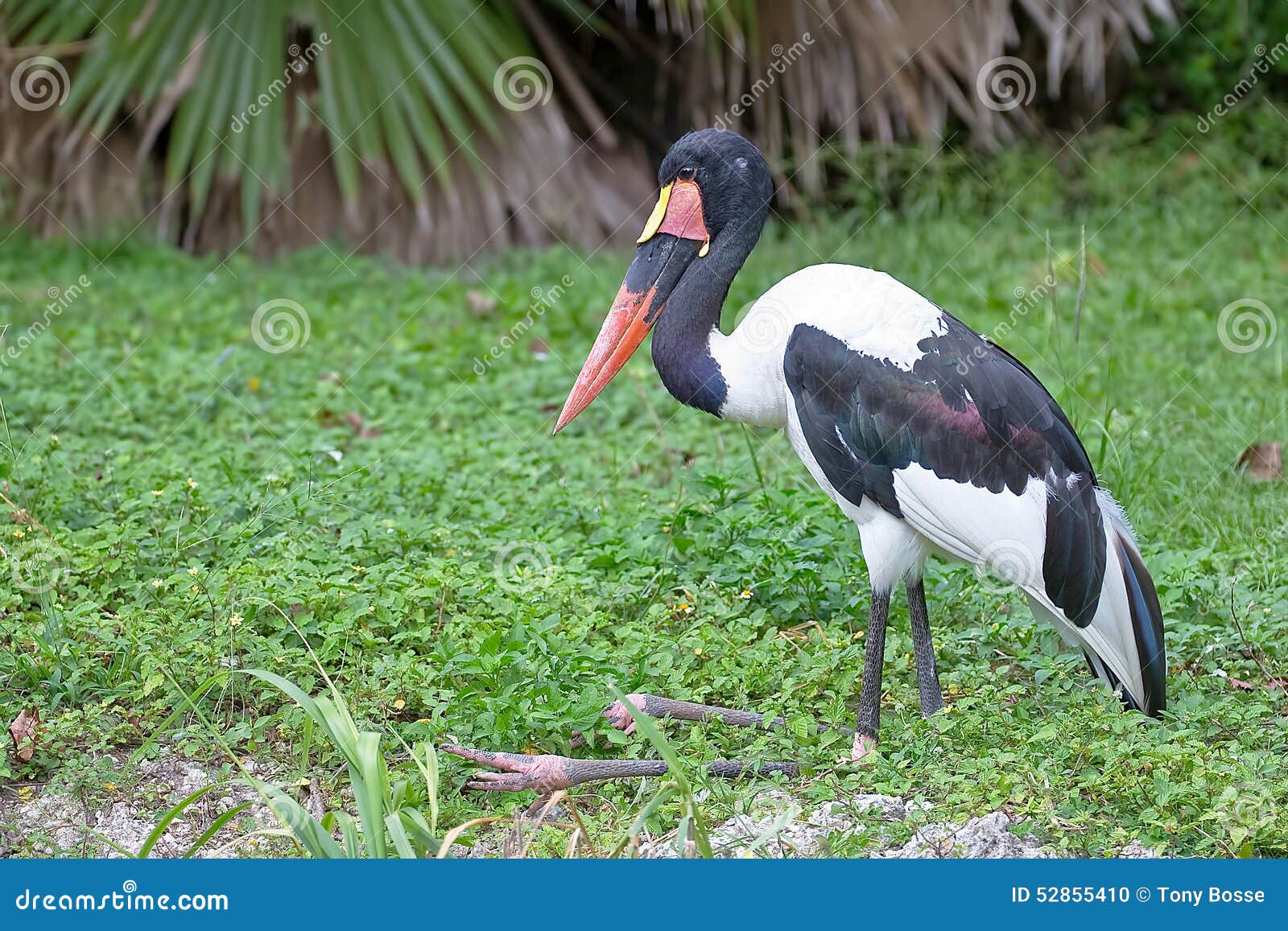 Saddle-Billed Stork stock photo. Image of avian, feathers - 52855410