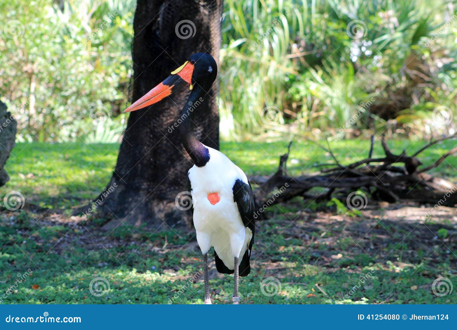 Saddle-billed stork stock photo. Image of billed, animal - 41254080