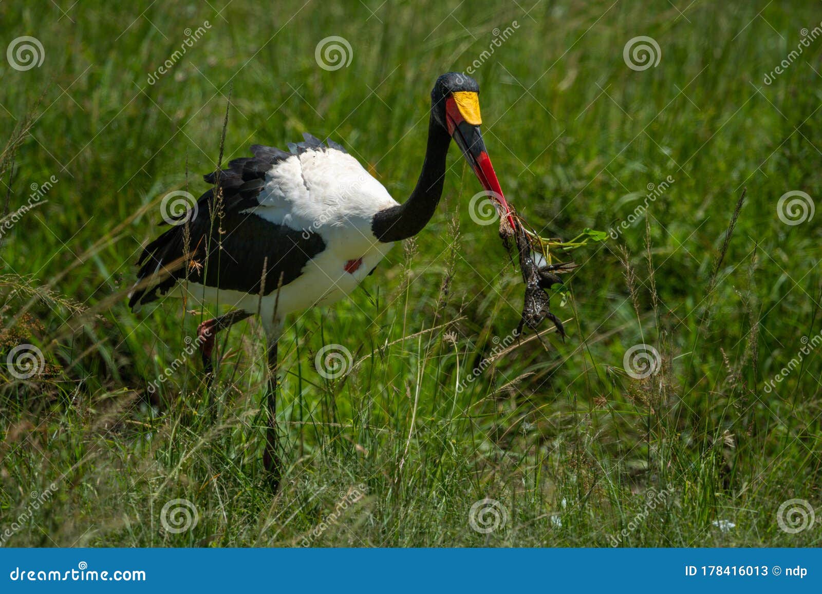 Saddle-billed Stork Walks with Frog in Mouth Stock Image - Image of ...