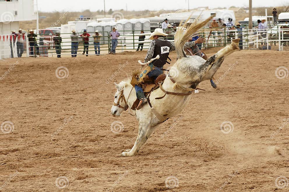 Saddle bronc 1 stock photo. Image of cattle, ranch, arena - 560326