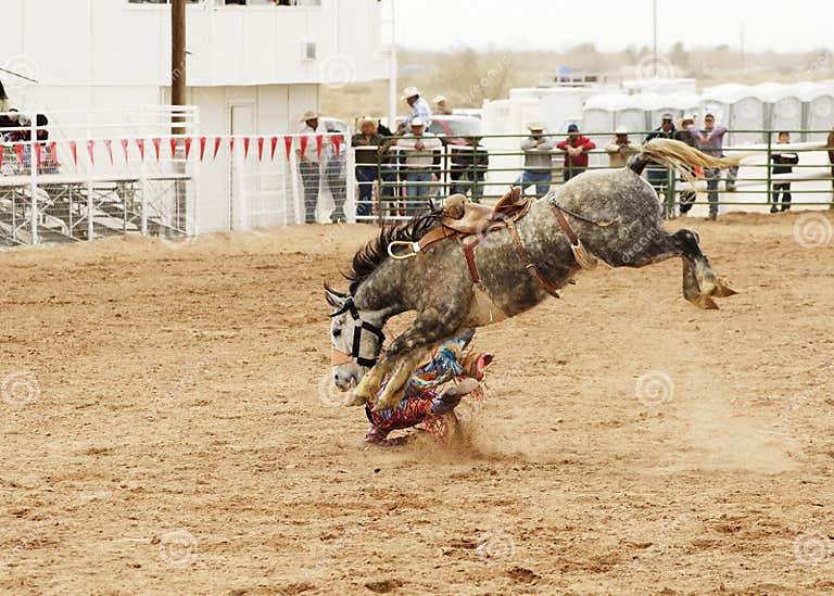 Saddle bronc 2 stock image. Image of calves, animals, rope - 560327