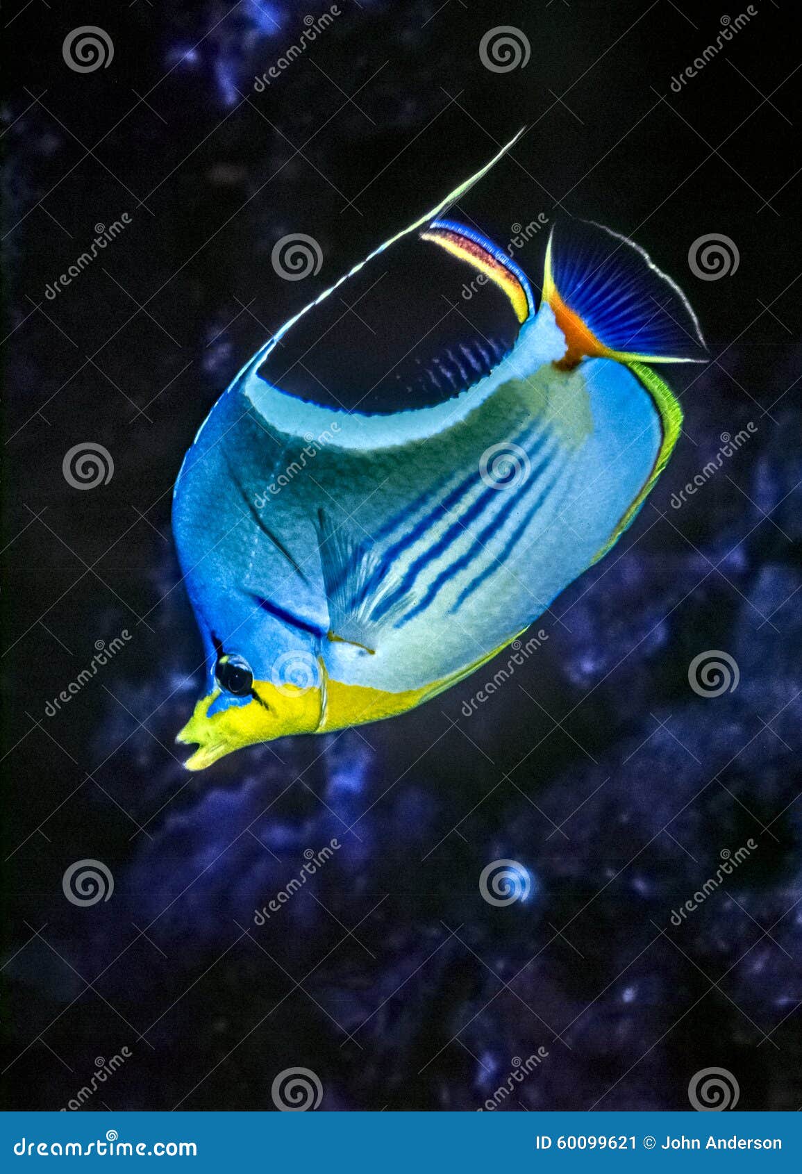 Saddle Butterflyfish stock image. Image of chaetodontidae - 60099621