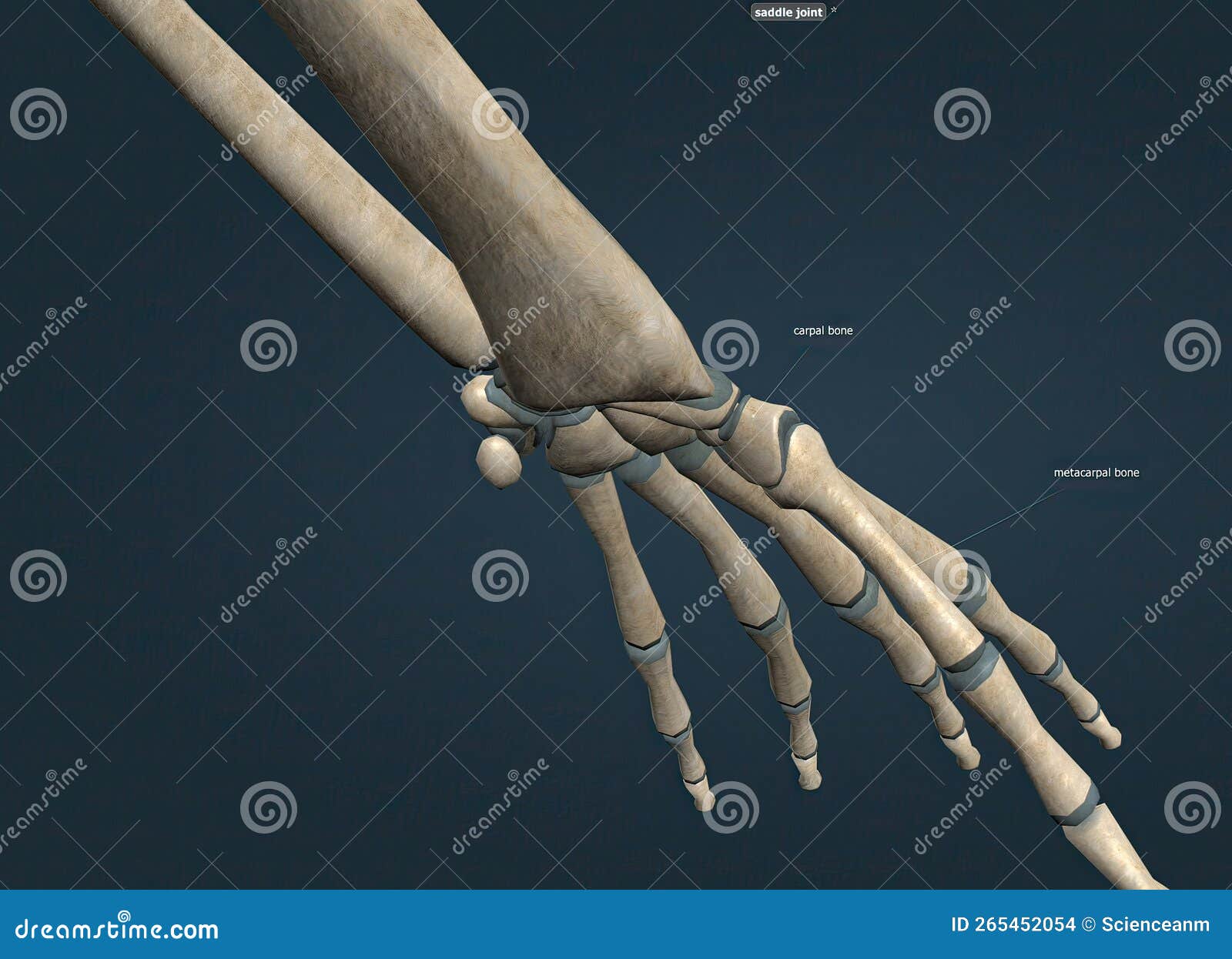 A Saddle Joint is a Type of Synovial Joint in Which the Opposing ...