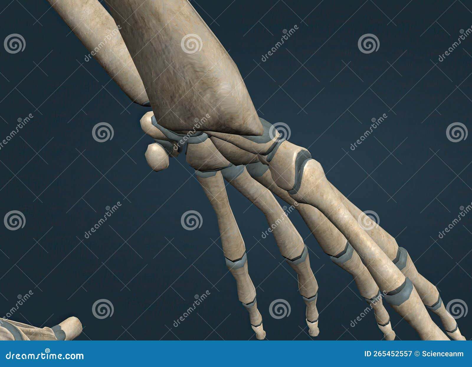 A Saddle Joint is a Type of Synovial Joint in Which the Opposing ...