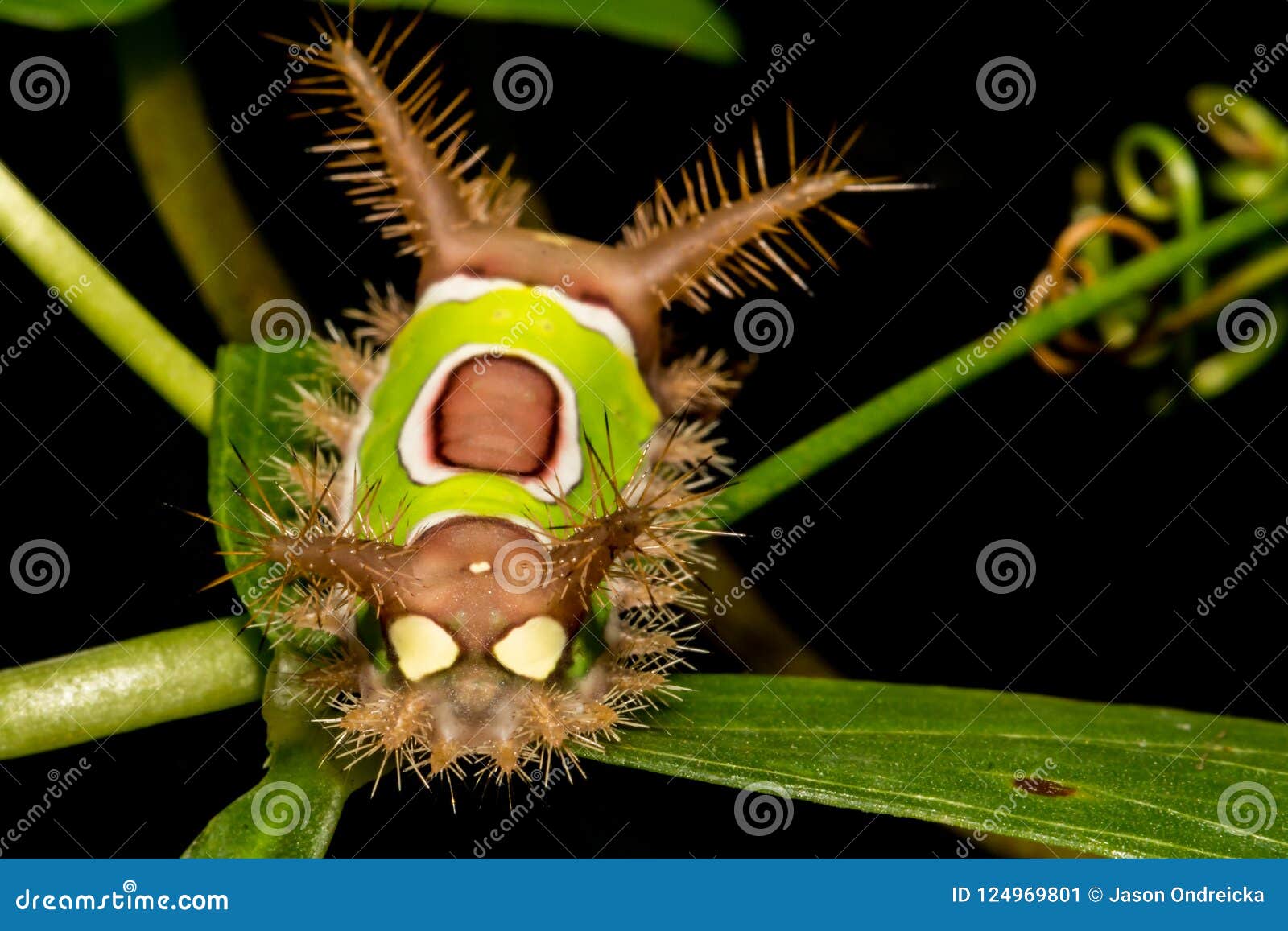 Saddleback Caterpillar stock image. Image of identification - 124969801