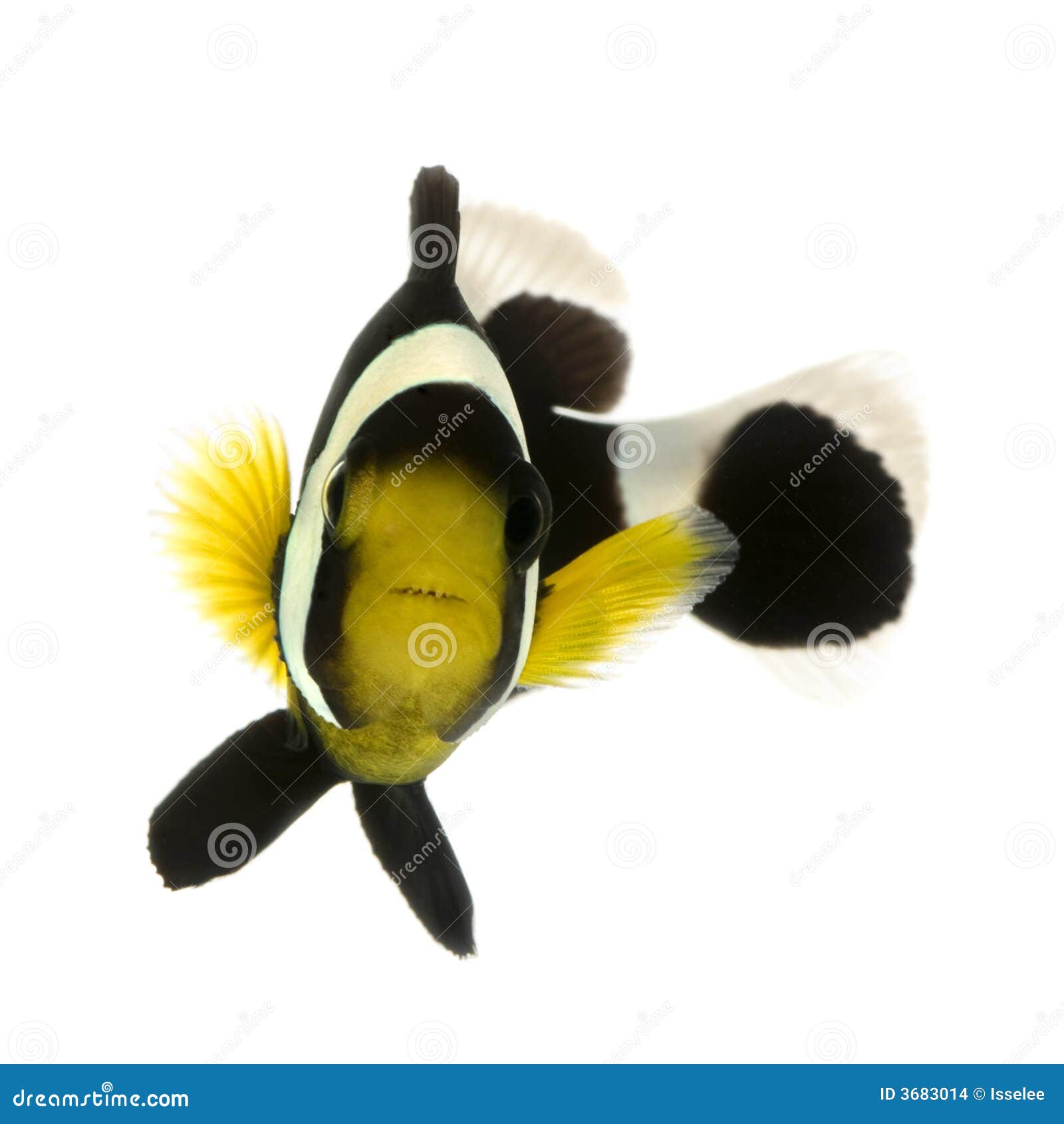 Amphiprion Polymnus, Also Known As The Saddle Back Clown Fish Or ...