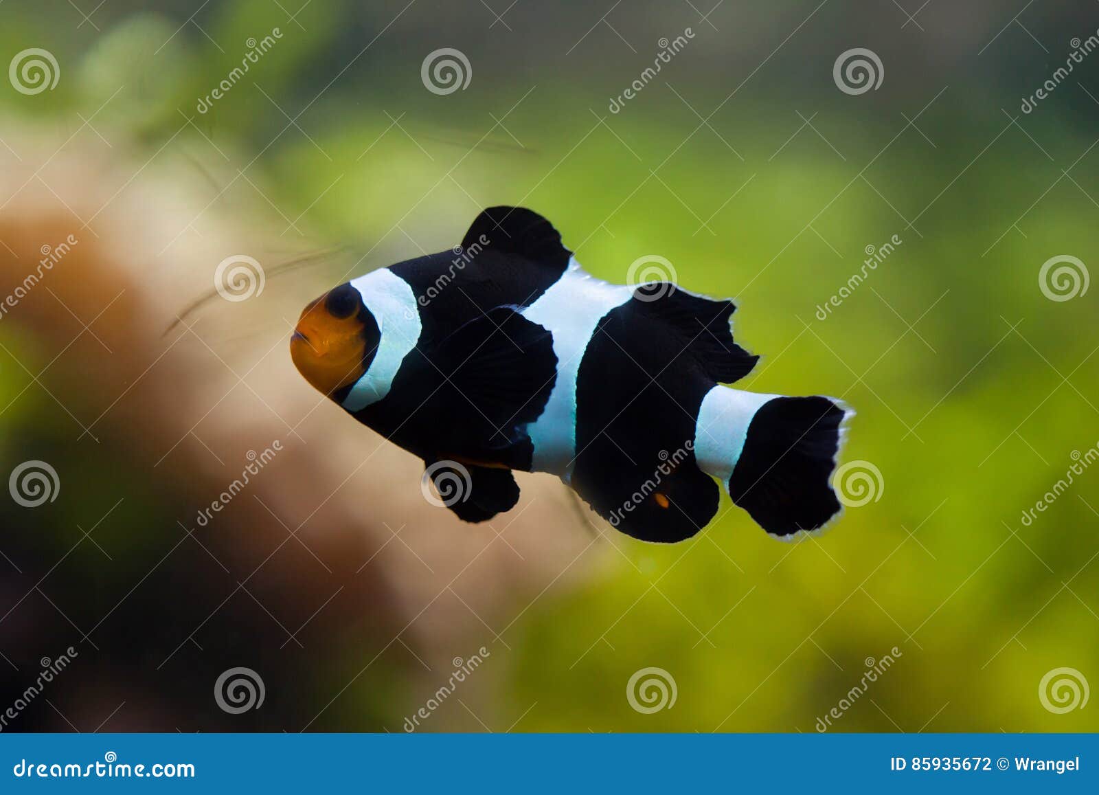 Amphiprion Polymnus, Also Known As The Saddle Back Clown Fish Or ...