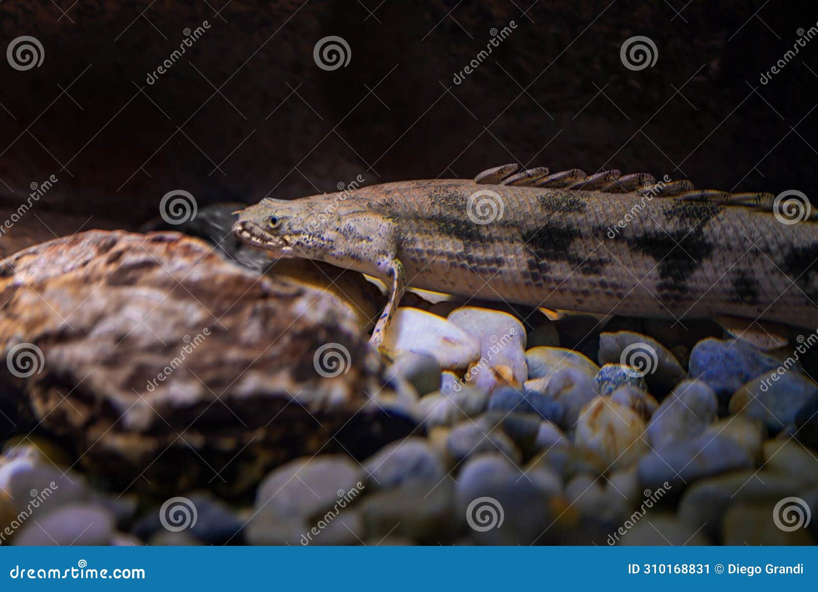 Saddled Bichir - Freshwater Fish Stock Image - Image of biology ...