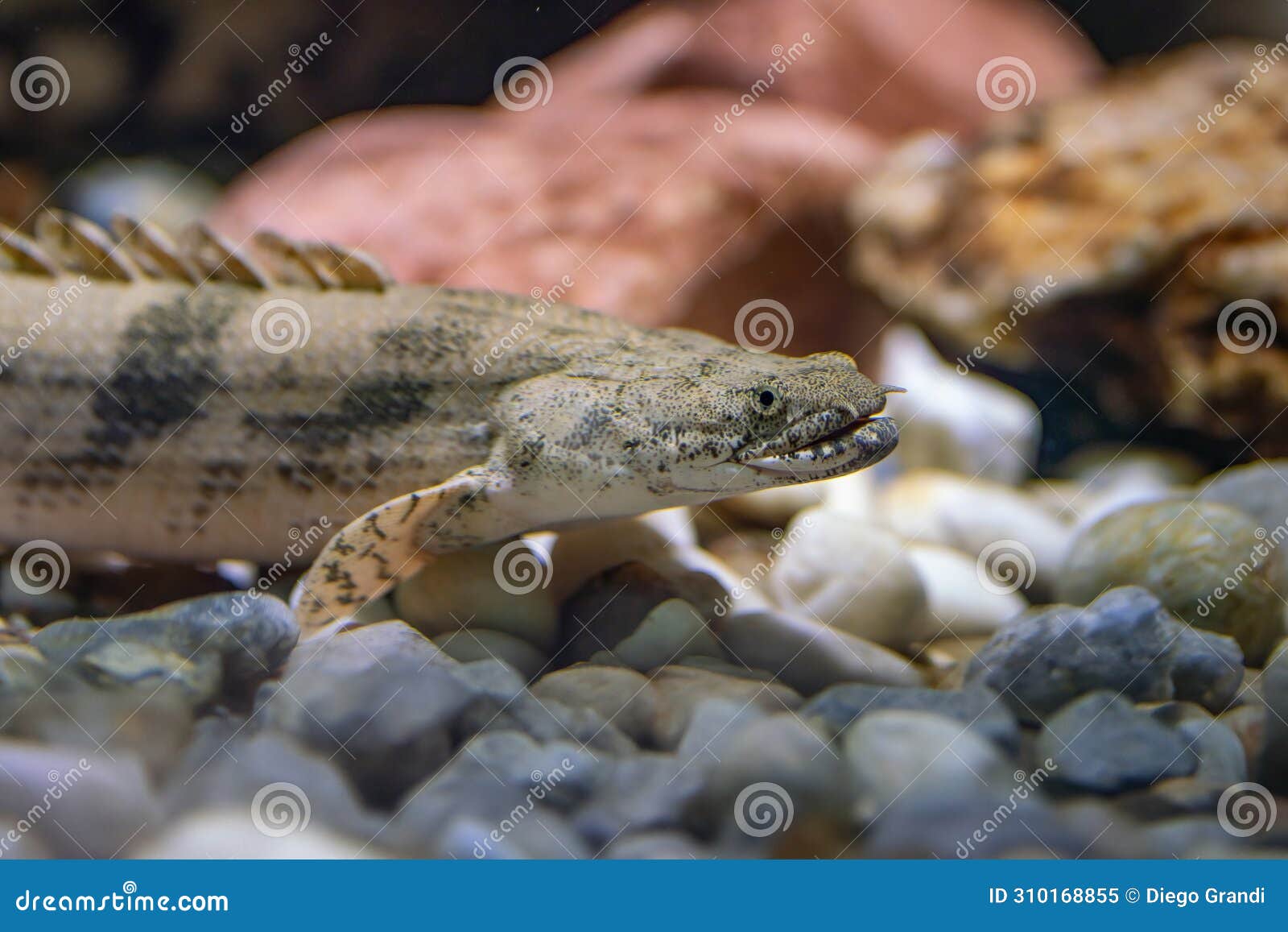 Saddled Bichir - Freshwater Fish Stock Image - Image of actinopterygii ...
