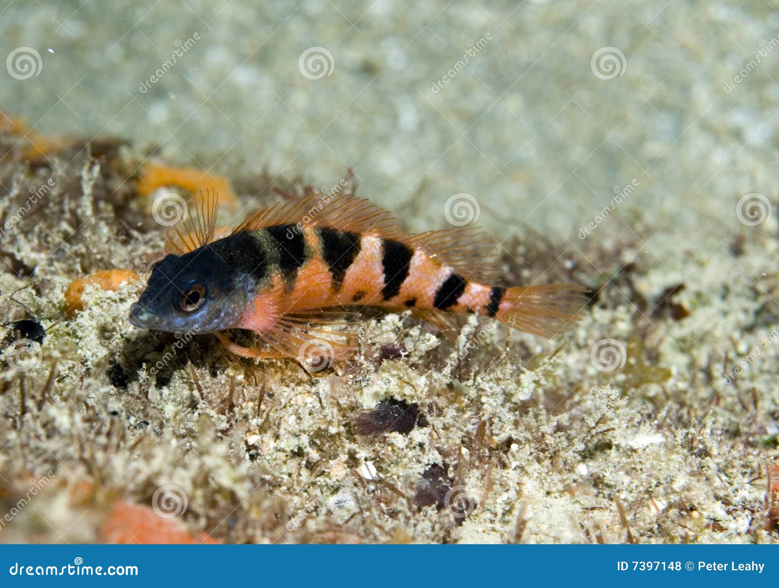 Saddled Blenny stock photo. Image of tropical, angelfish - 7397148